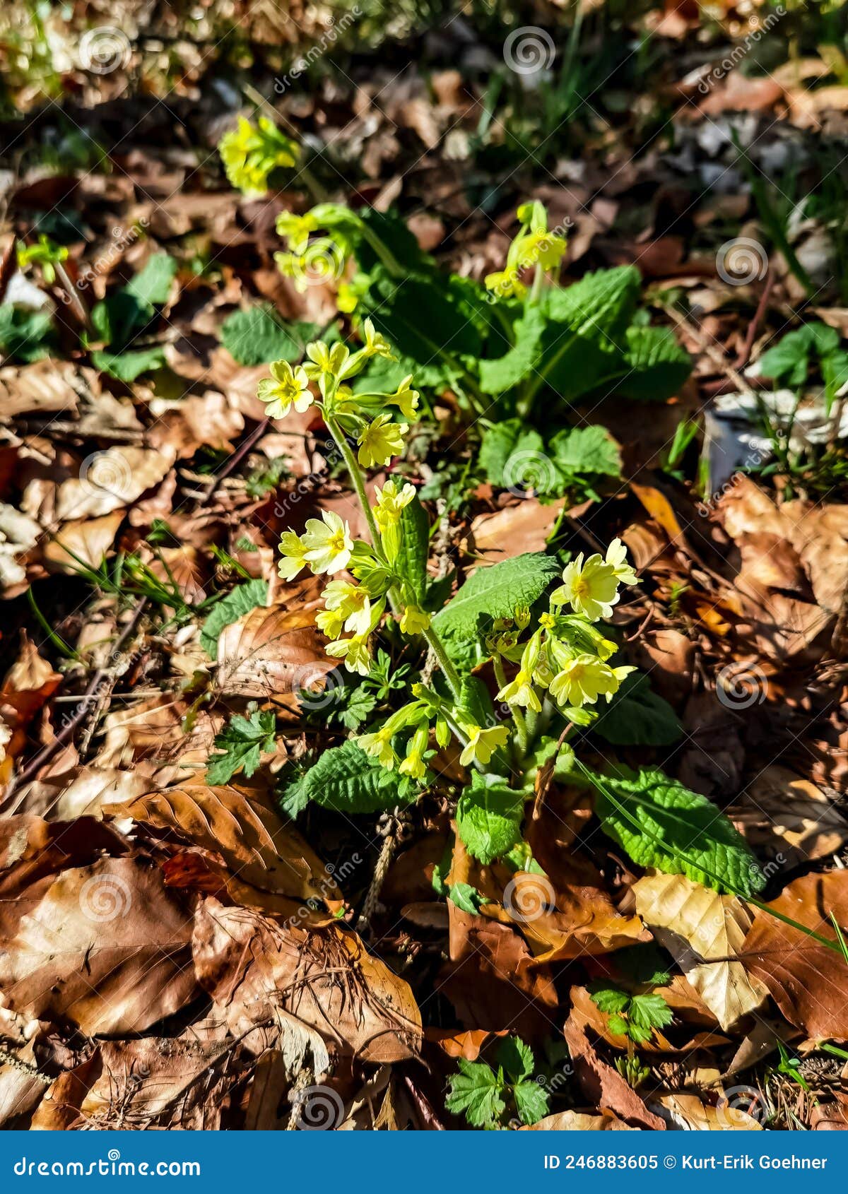 Small spring flowers stock image. Image of garden, plant - 246883605