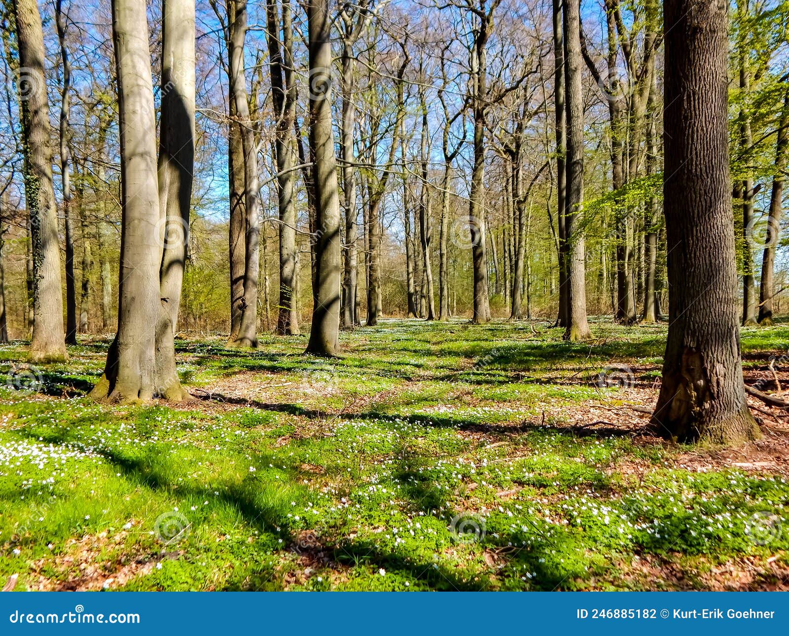 Small spring flowers stock photo. Image of nature, woodland - 246885182
