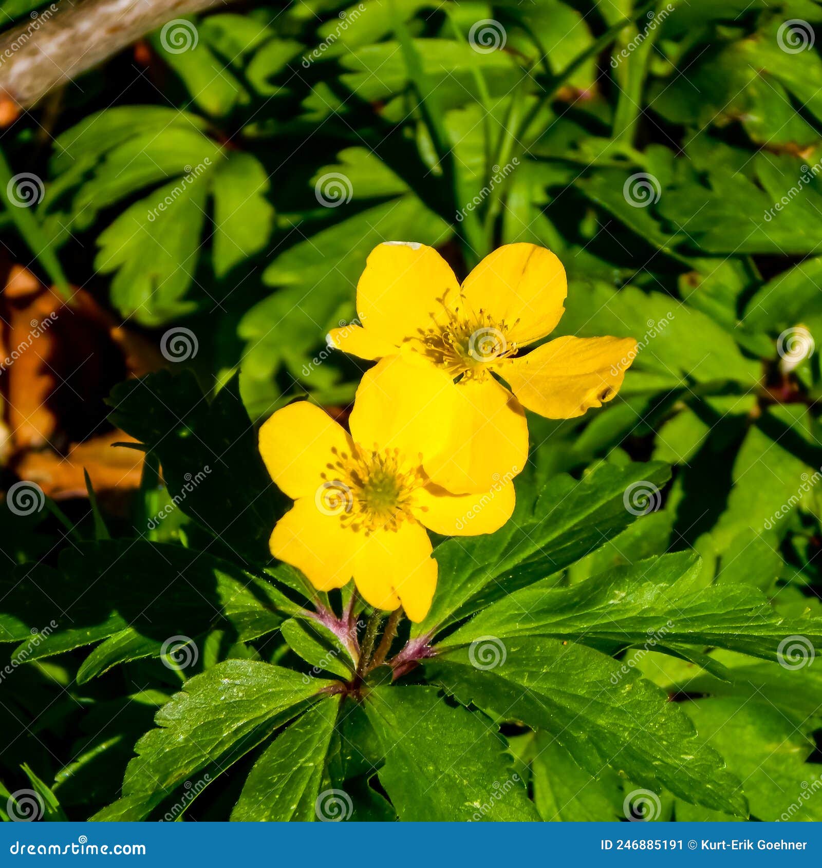 Small spring flowers stock image. Image of plant, flower - 246885191