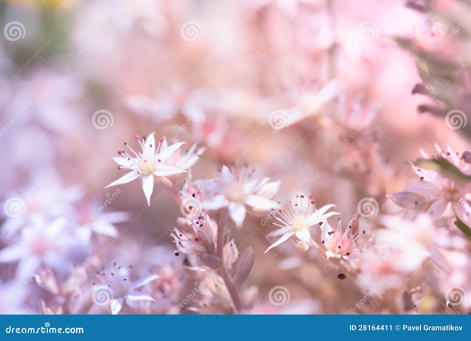 Small spring flowers stock image. Image of toned, macro - 28164411