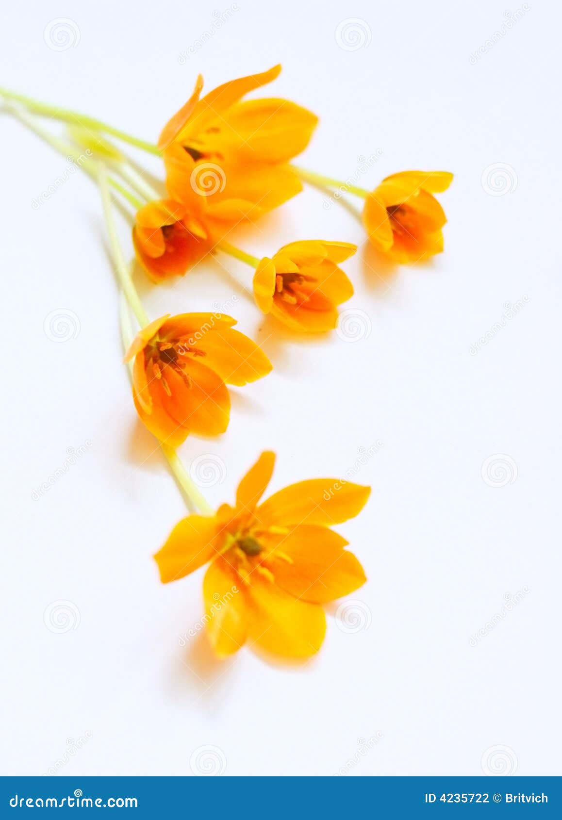 Small spring flowers stock photo. Image of lovely, colorful - 4235722