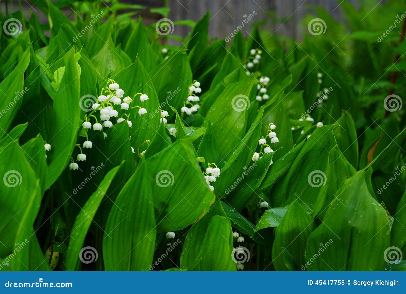 Small Spring Flowers in a Field Stock Photo - Image of botanical, color ...