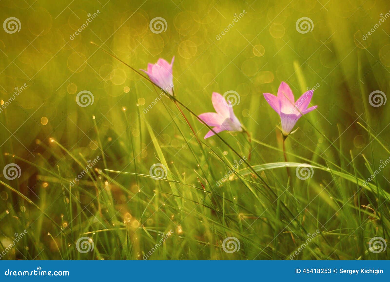 Small Spring Flowers in a Field Stock Image - Image of ecoregion, grass ...