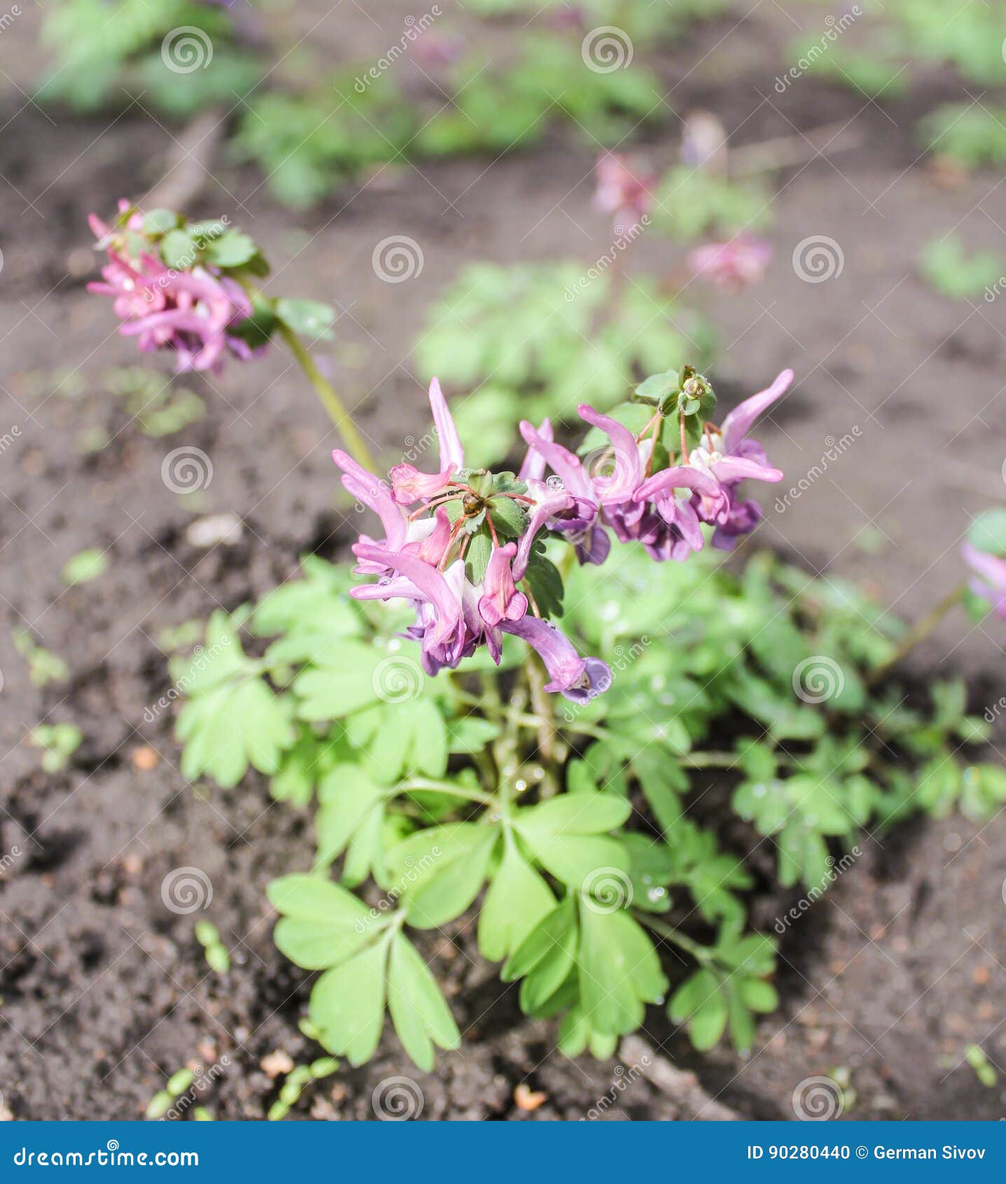 Small spring flowers. stock photo. Image of nature, bunch - 90280440