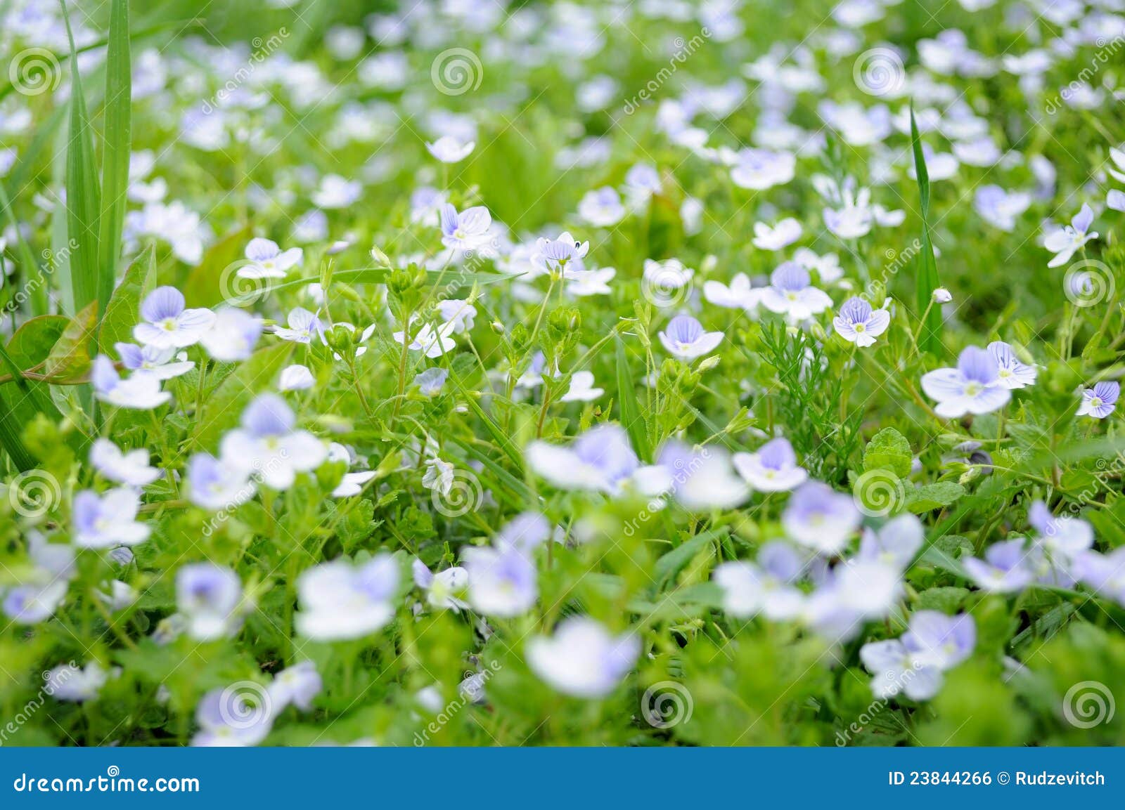 Small Spring Flowers And Green Grass Royalty Free Stock Image - Image ...