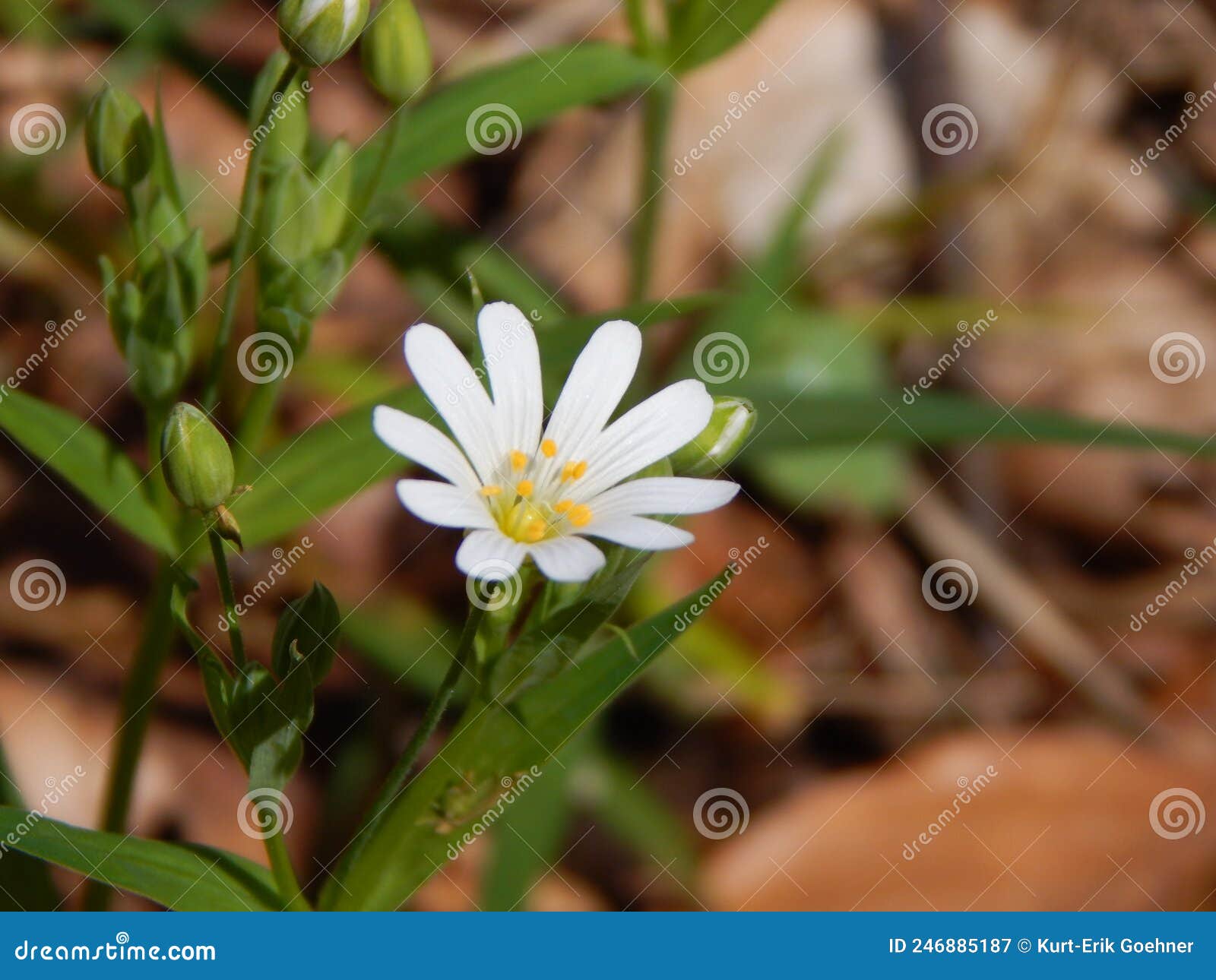 Small spring flowers stock image. Image of food, yellow - 246885187