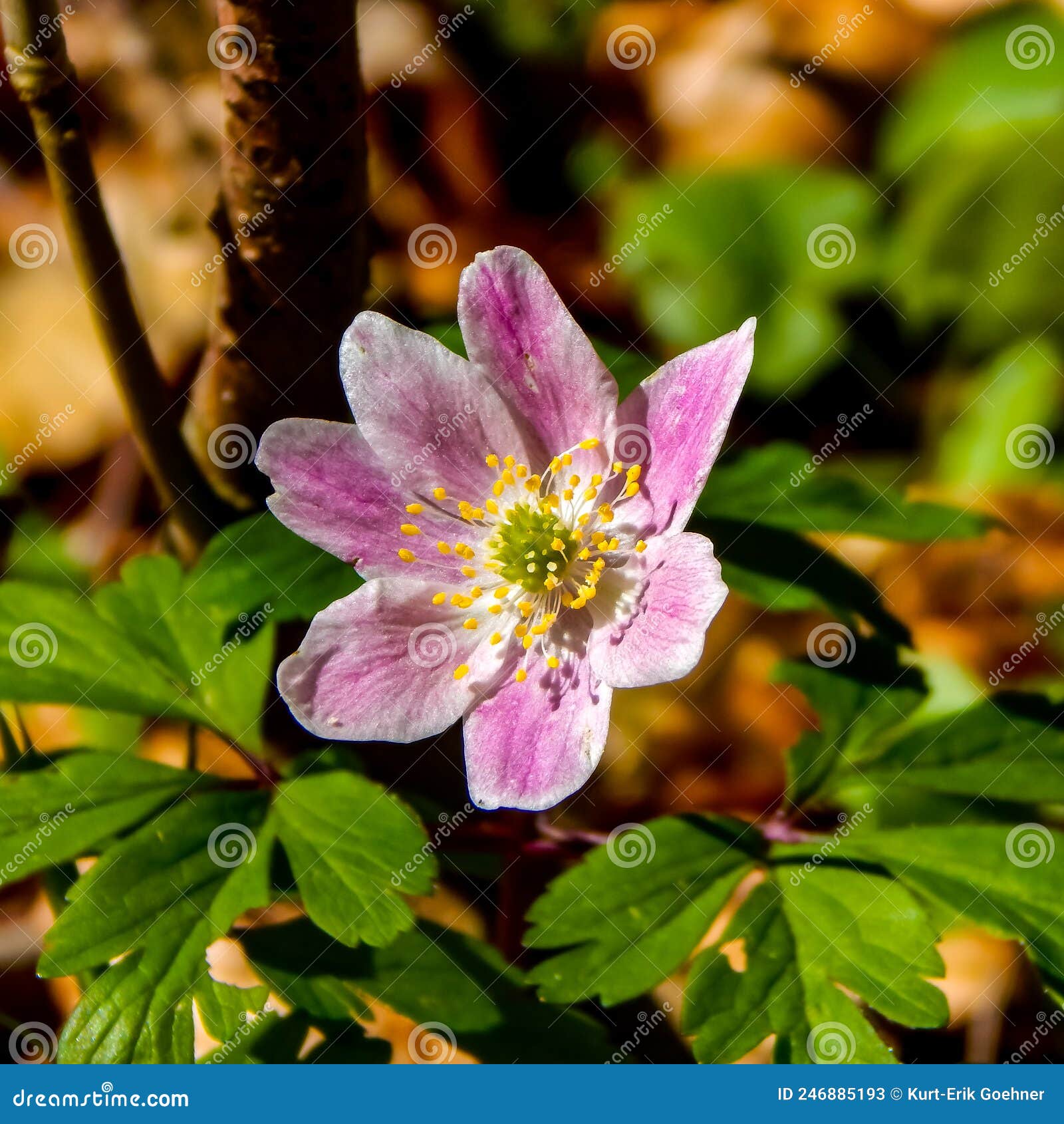 Small spring flowers stock image. Image of small, petal - 246885193