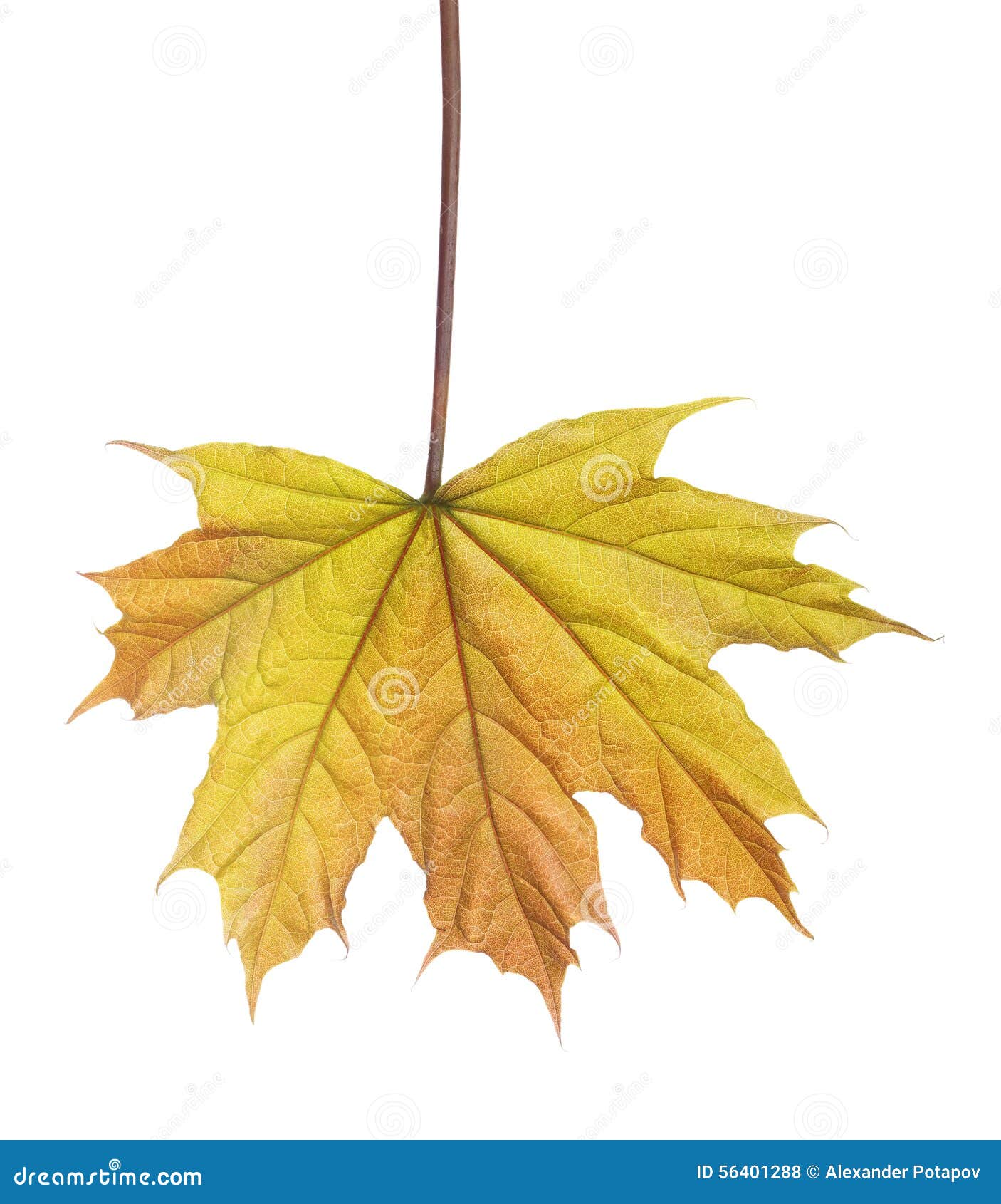 Small Spring Maple Tree Leaf Isolated on White Stock Photo - Image of ...