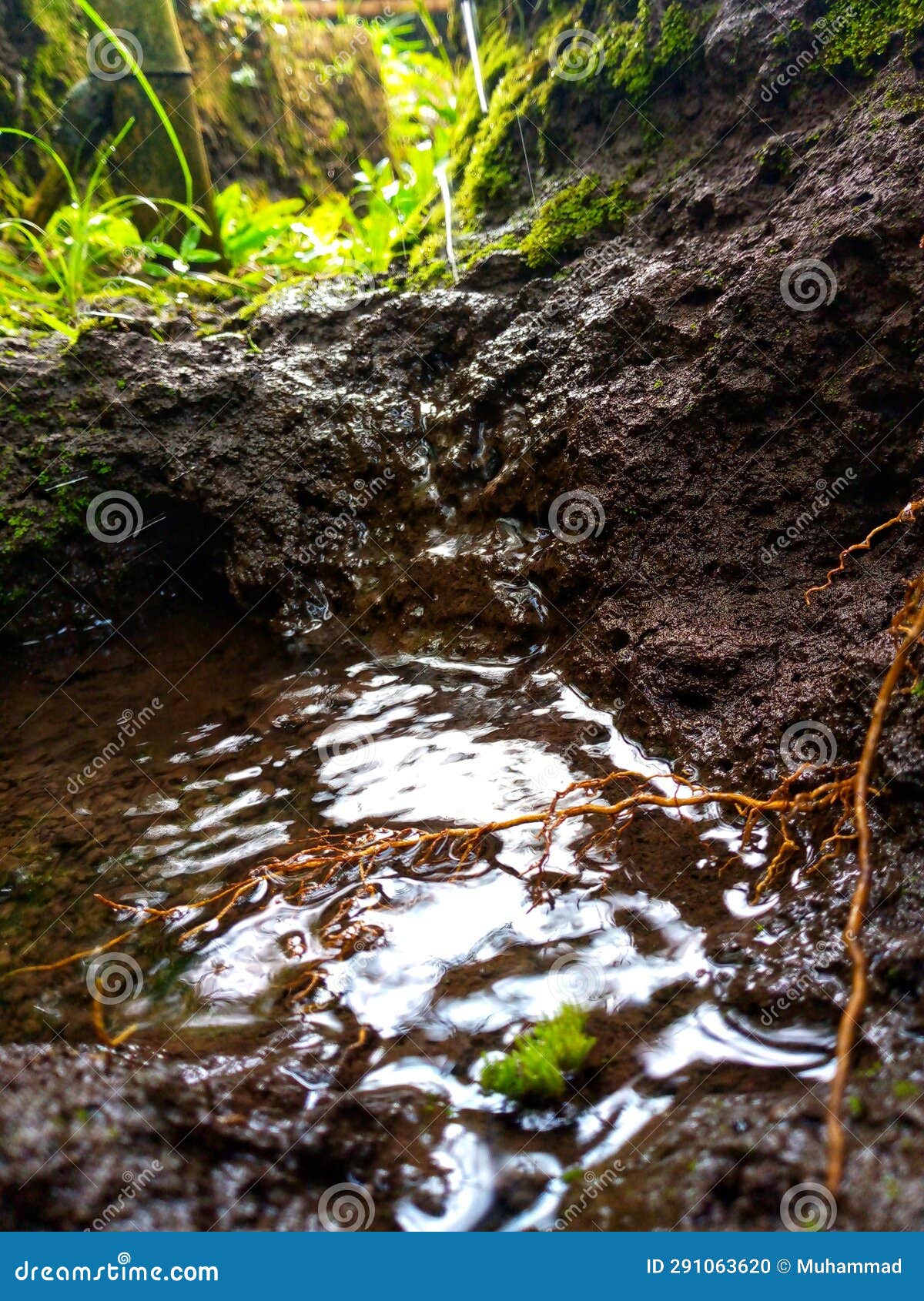 Small Spring in the Middle of the Wilderness Stock Photo - Image of ...