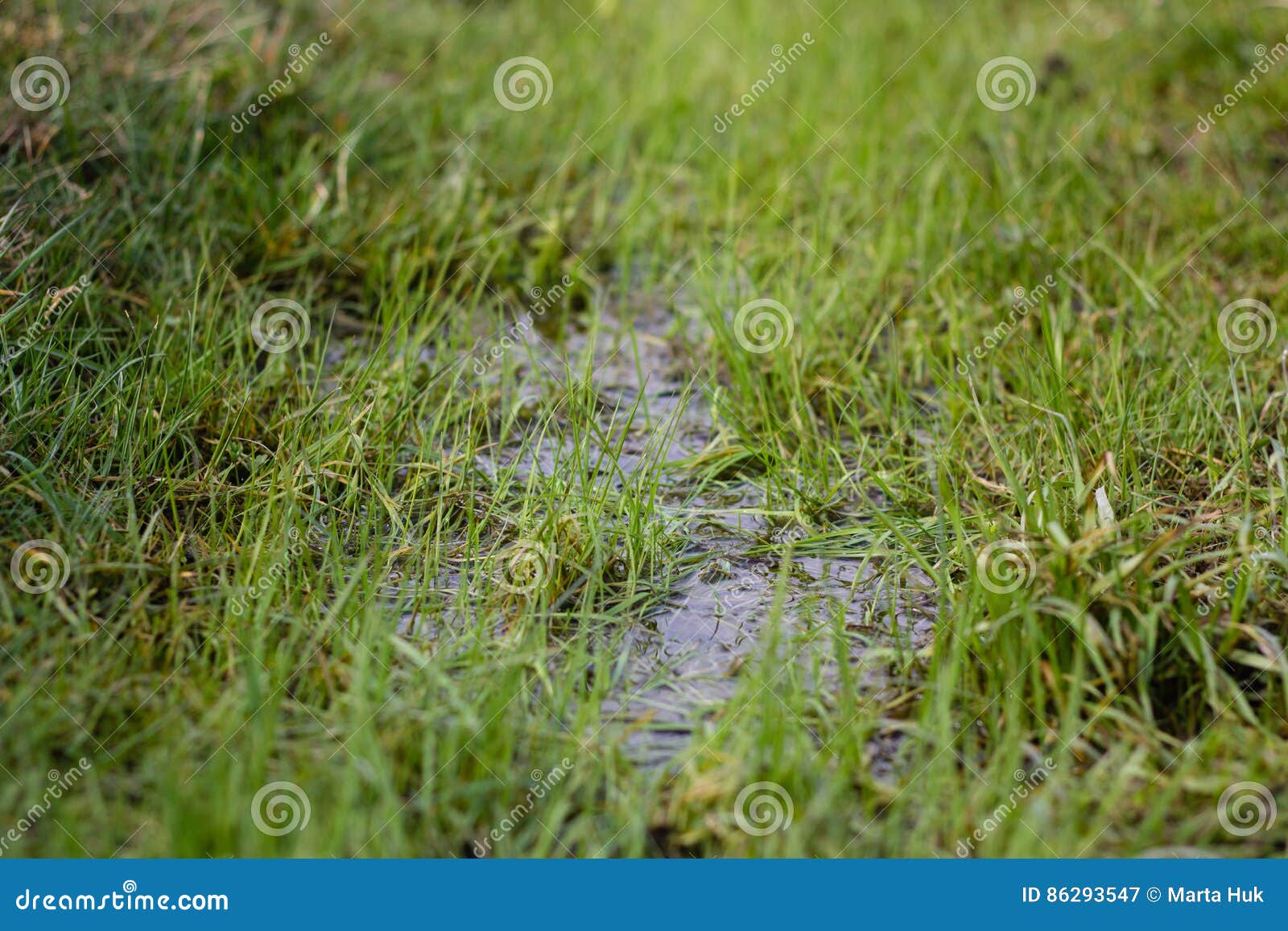 Small Spring Puddle in Green Grass Stock Image - Image of droplet ...