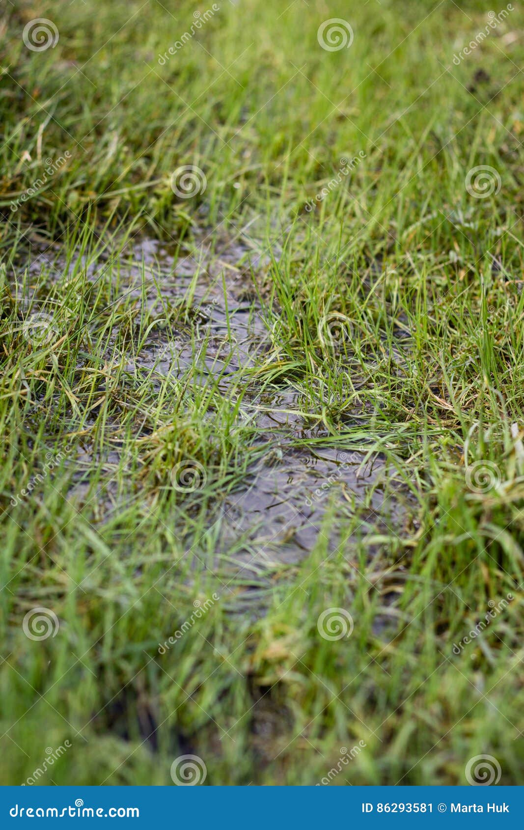 Small Spring Puddle in Green Grass Stock Image - Image of background ...