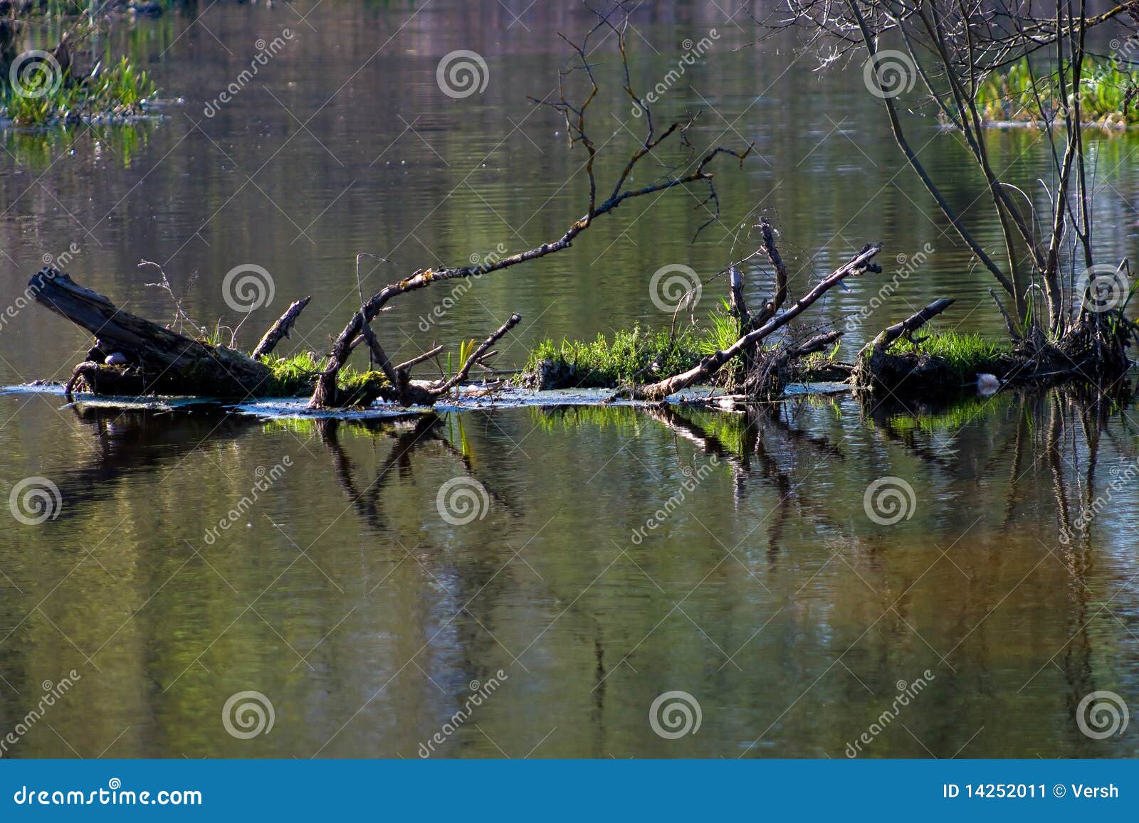 Small spring river stock image. Image of vegetation, snag - 14252011