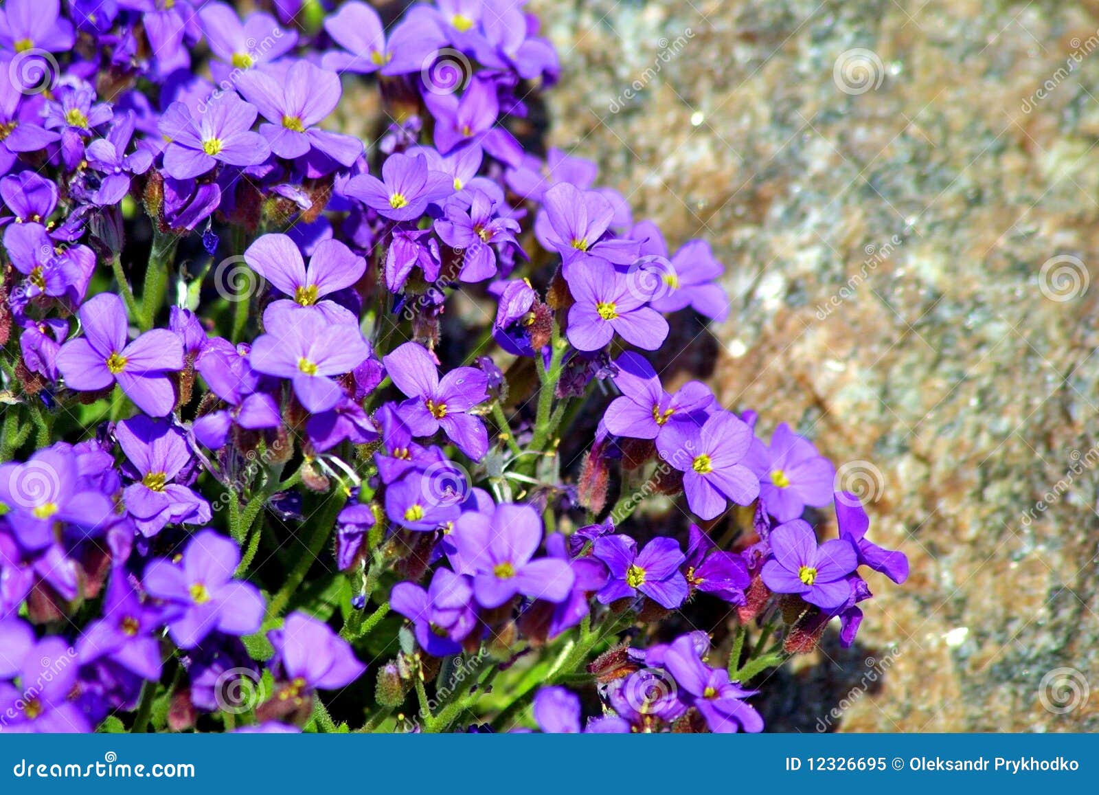 Small Spring Tender Flowers Royalty Free Stock Photo - Image: 12326695
