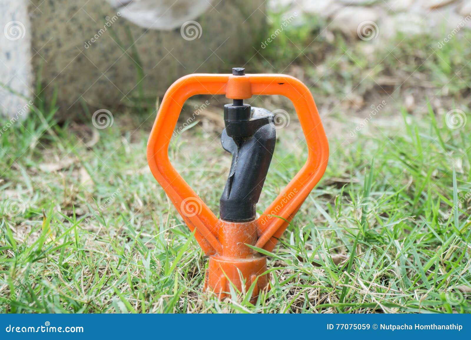 Small Springer. stock image. Image of outdoor, nature - 77075059