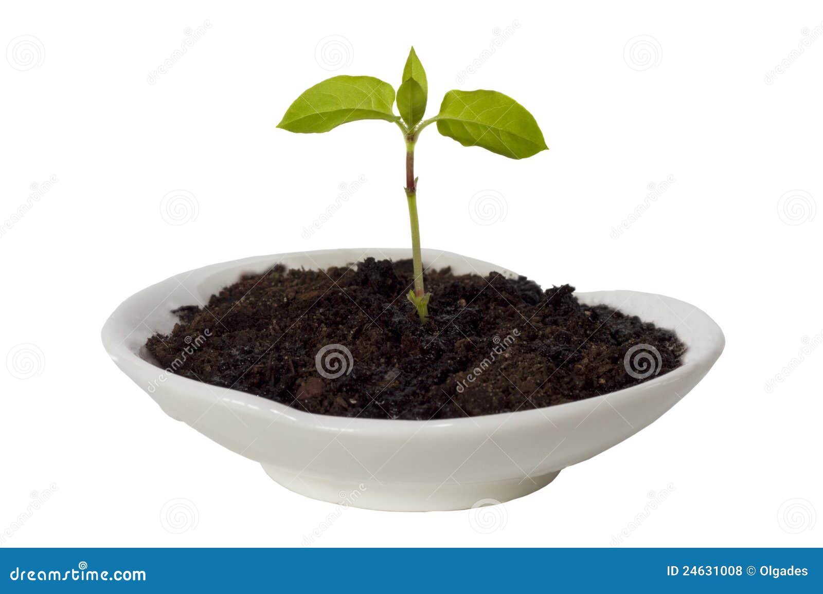 A Small Sprout Of A Tree Growing Through Aswalt. Plant Leaves Cleanse ...