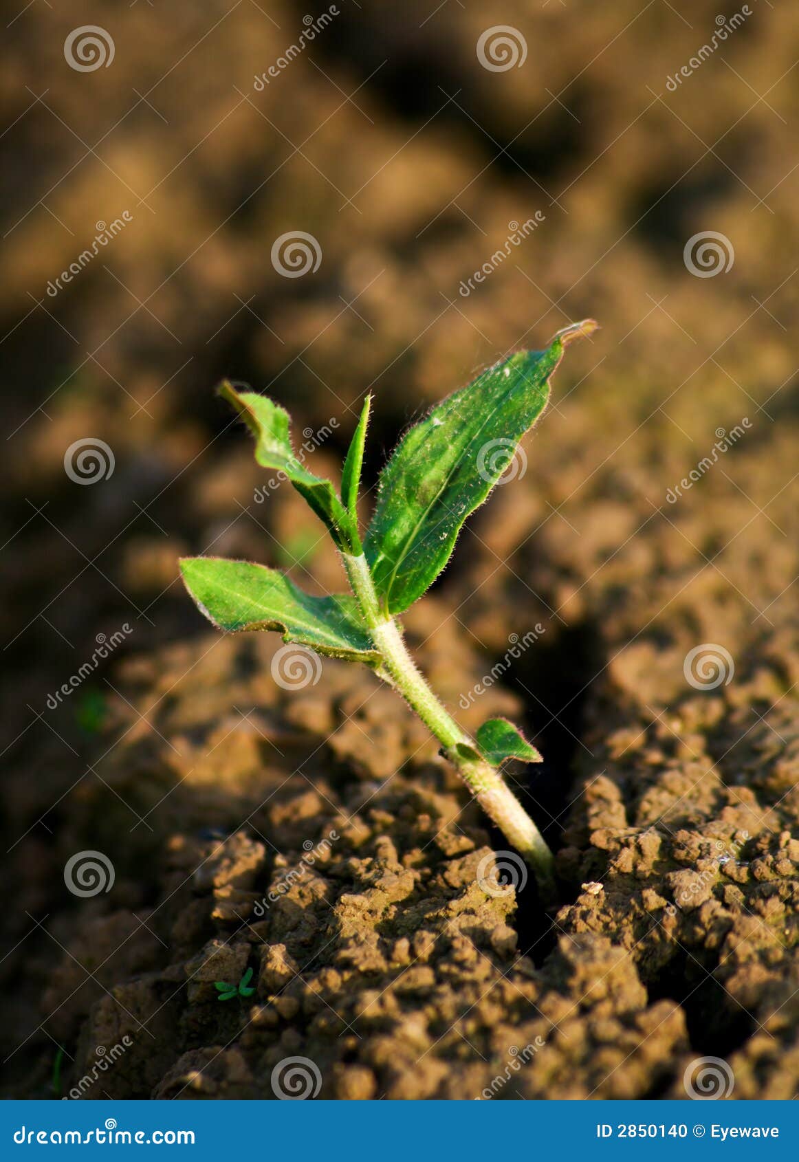 Small sprout stock photo. Image of soil, environment, botany - 2850140