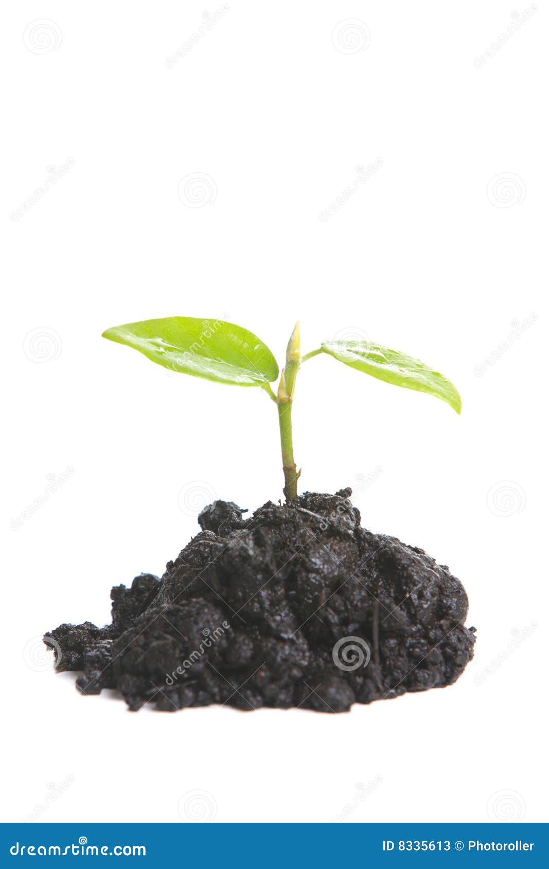 Small Sprout stock image. Image of grass, develop, grow - 8335613