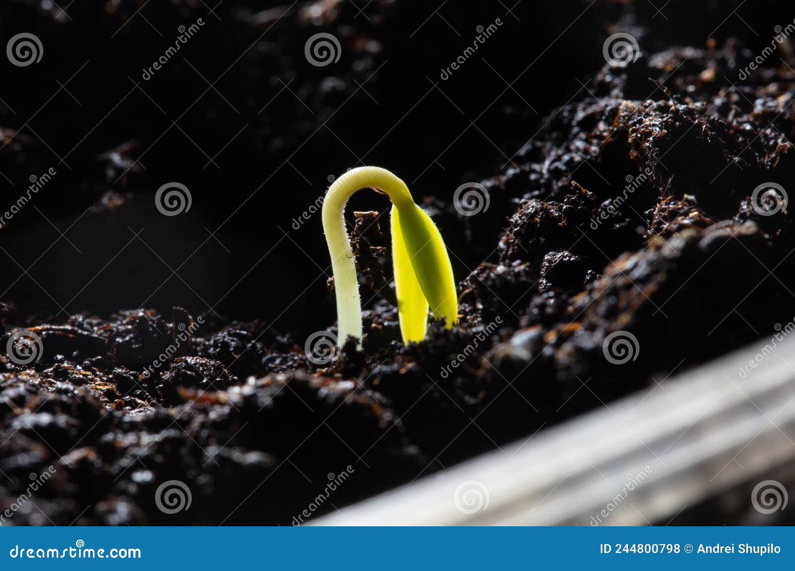 A Small Sprout of Bell Pepper Sprouts in the Ground. Stock Photo ...