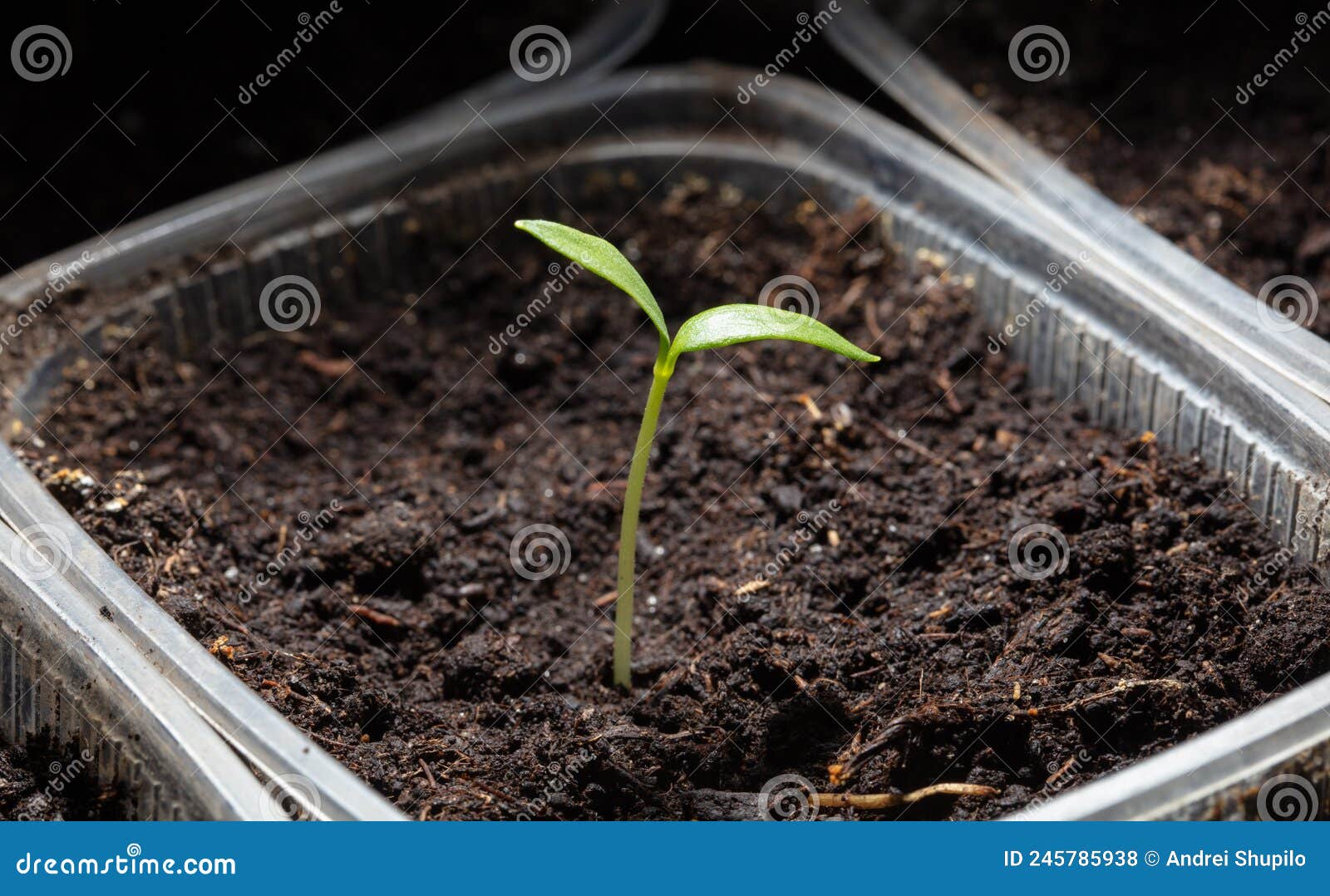 A Small Sprout of Bell Pepper Sprouts in the Ground. Stock Photo ...