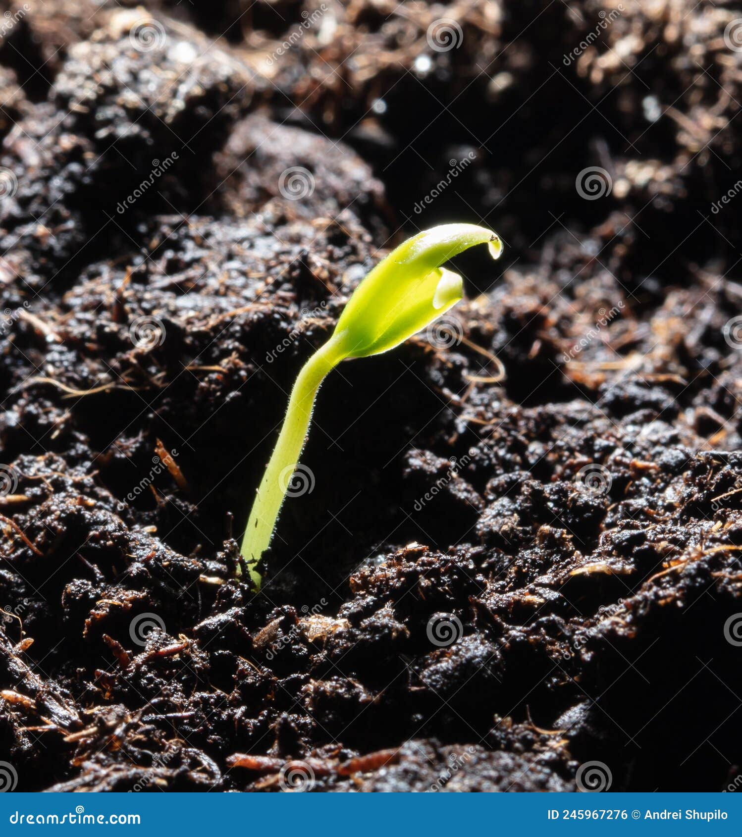 A Small Sprout of Bell Pepper Sprouts in the Ground. Stock Photo ...