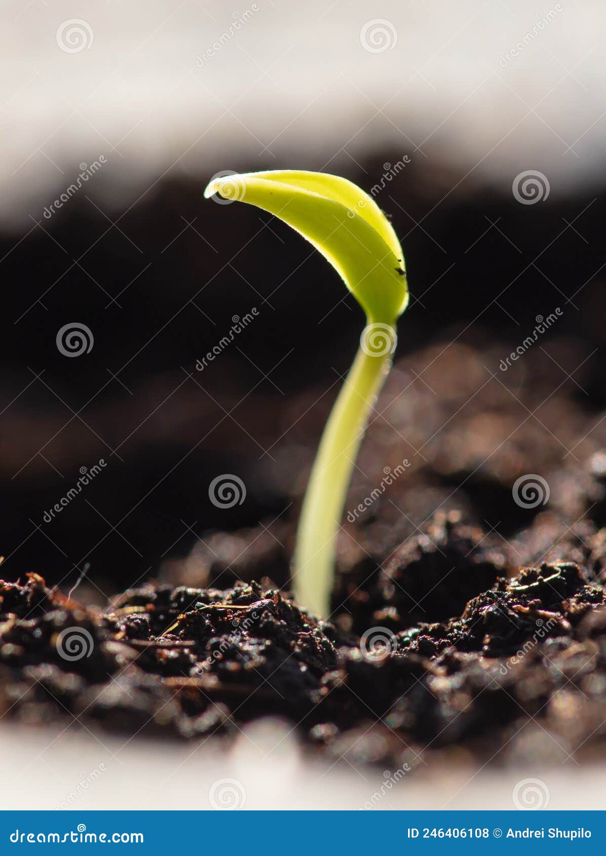 A Small Sprout of Bell Pepper Sprouts in the Ground. Stock Photo ...