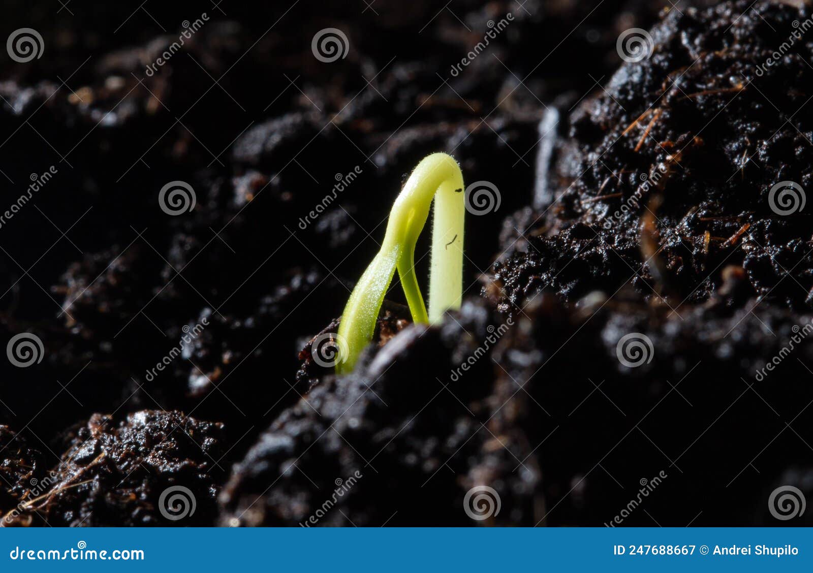 A Small Sprout of Bell Pepper Sprouts in the Ground. Stock Image ...