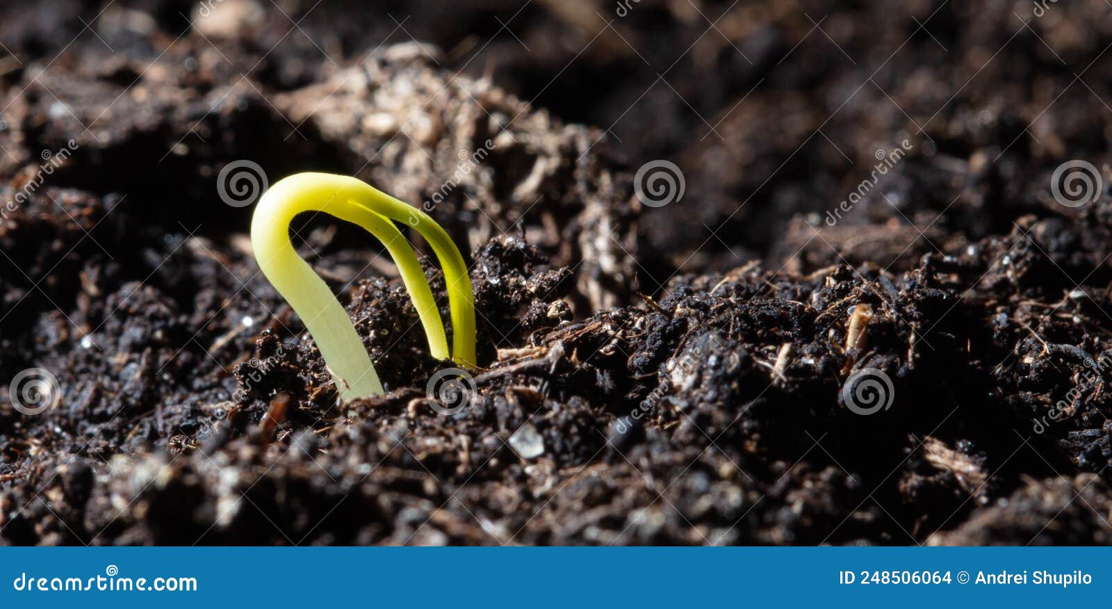 A Small Sprout of Bell Pepper Sprouts in the Ground. Stock Photo ...