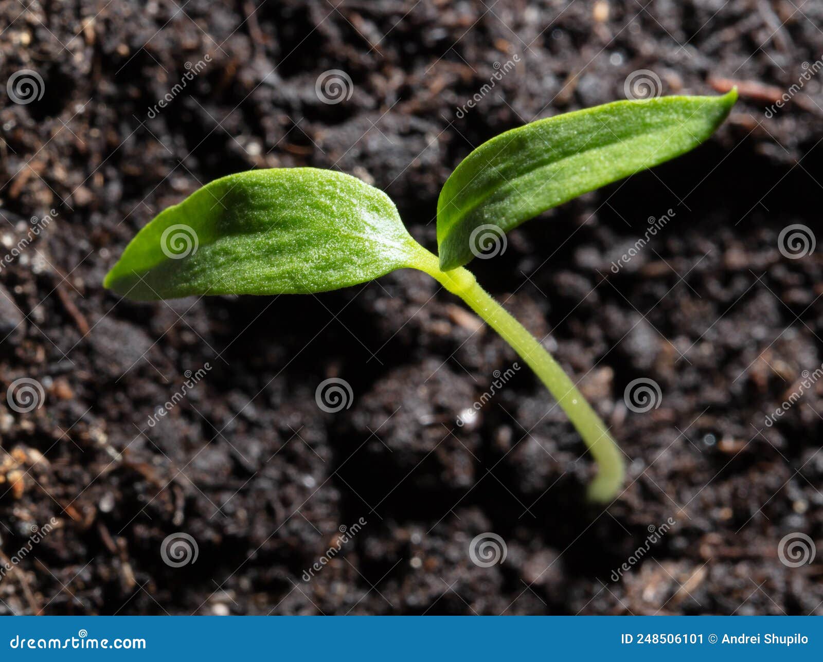 A Small Sprout of Bell Pepper Sprouts in the Ground. Stock Image ...