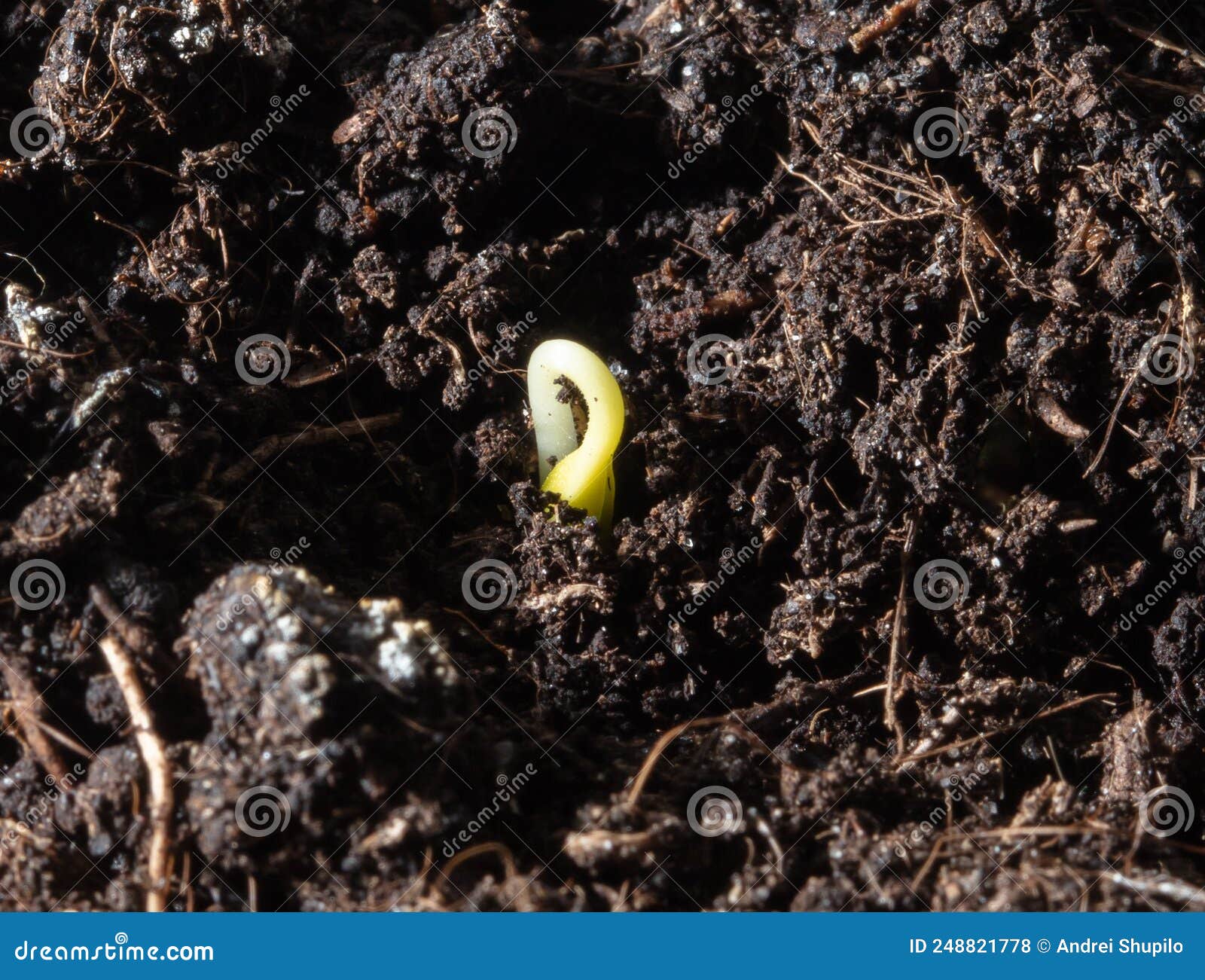 A Small Sprout of Bell Pepper Sprouts in the Ground. Stock Photo ...