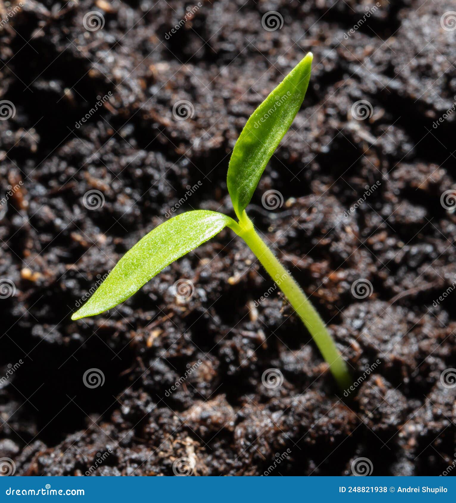 A Small Sprout of Bell Pepper Sprouts in the Ground. Stock Photo ...