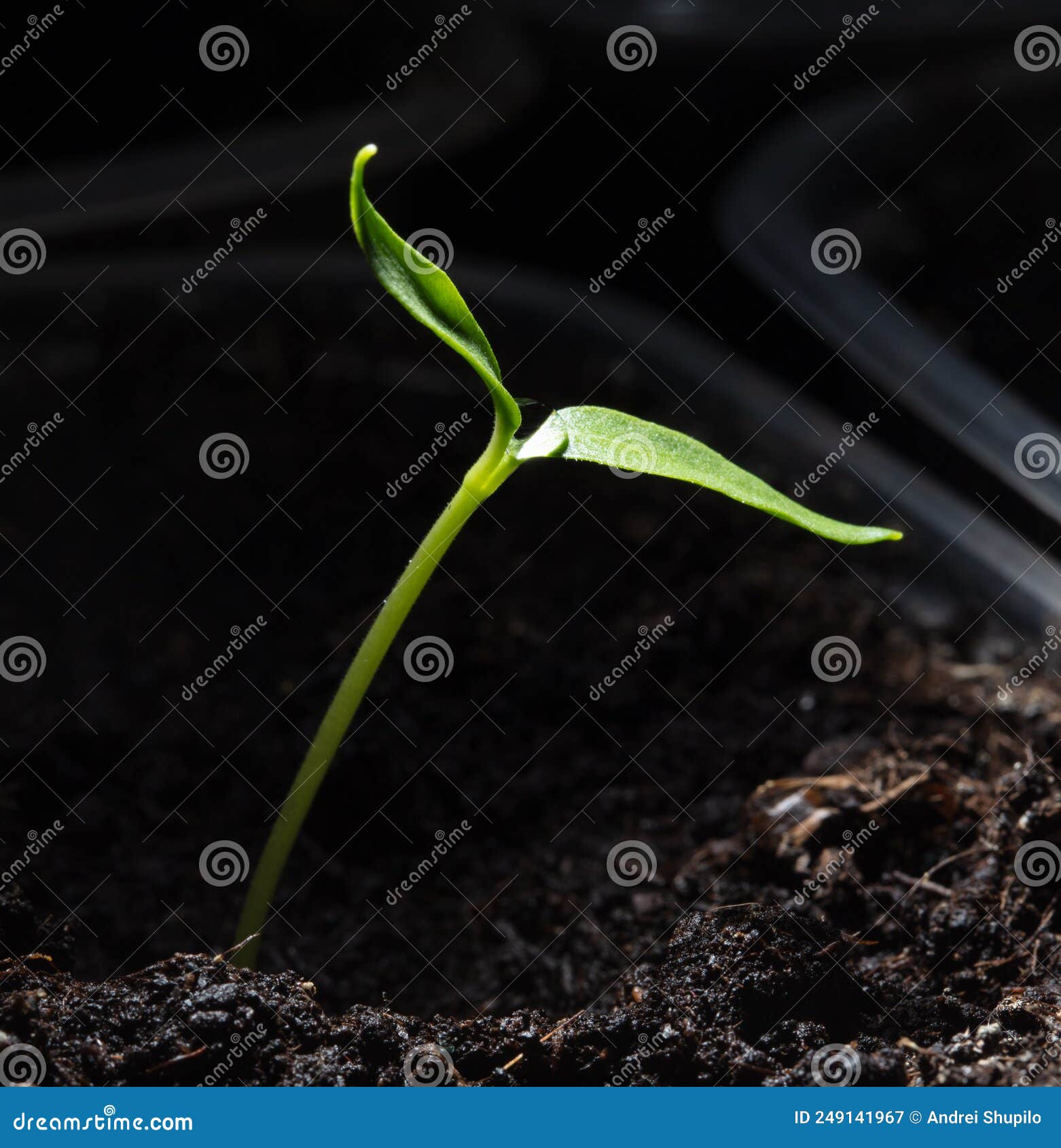 A Small Sprout of Bell Pepper Sprouts in the Ground. Stock Image ...