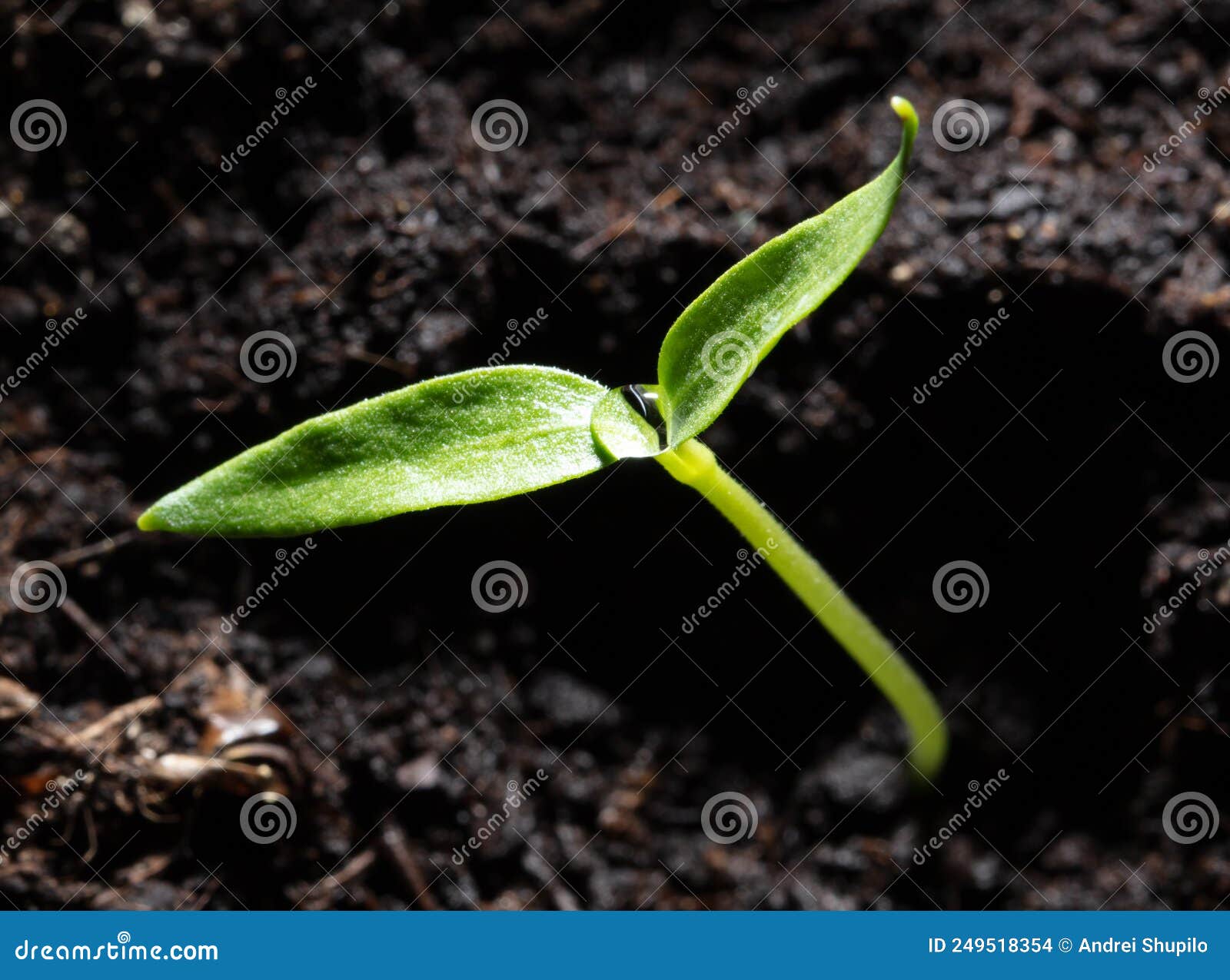 A Small Sprout of Bell Pepper Sprouts in the Ground. Stock Photo ...