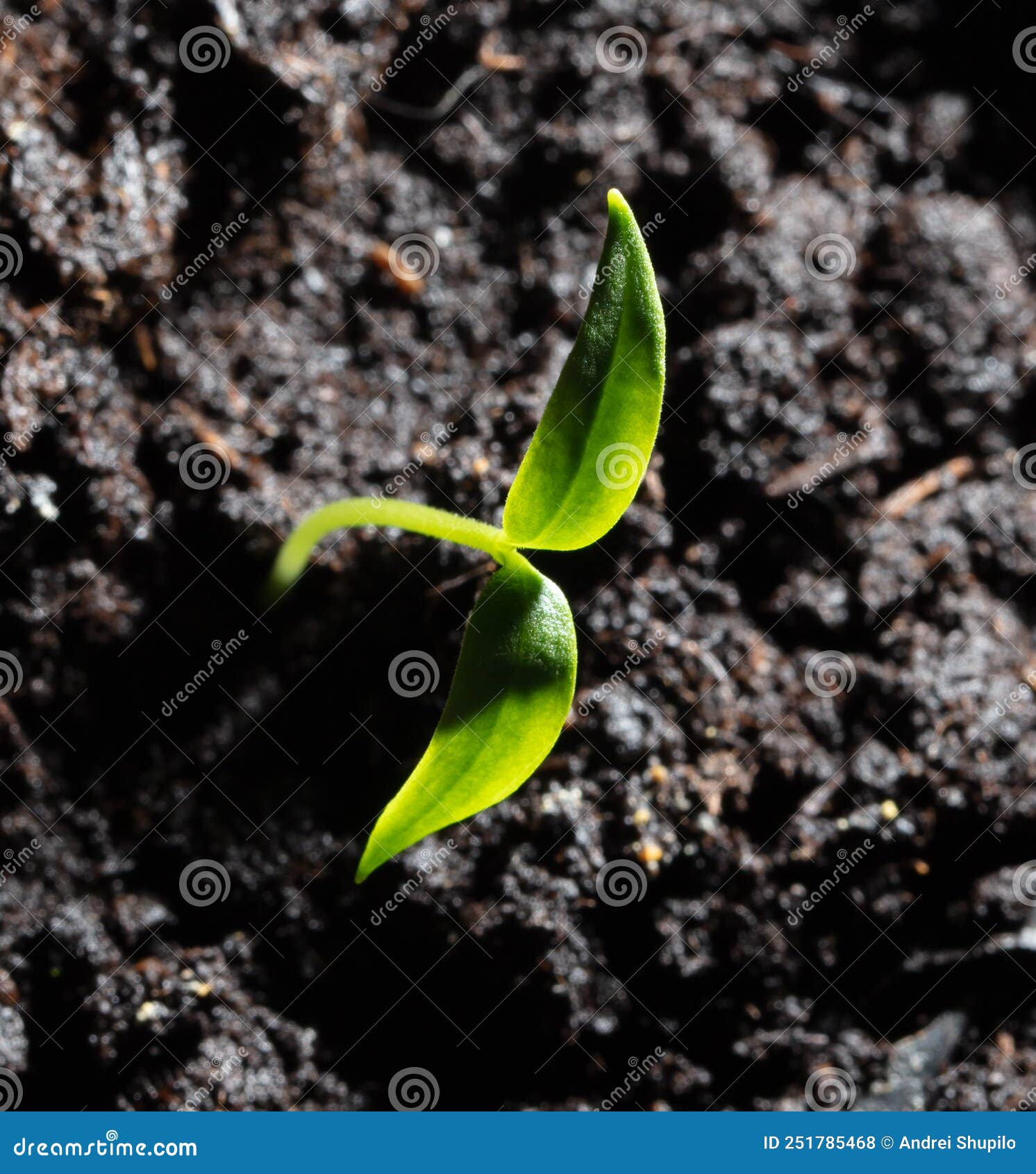 A Small Sprout of Bell Pepper Sprouts in the Ground. Stock Photo ...