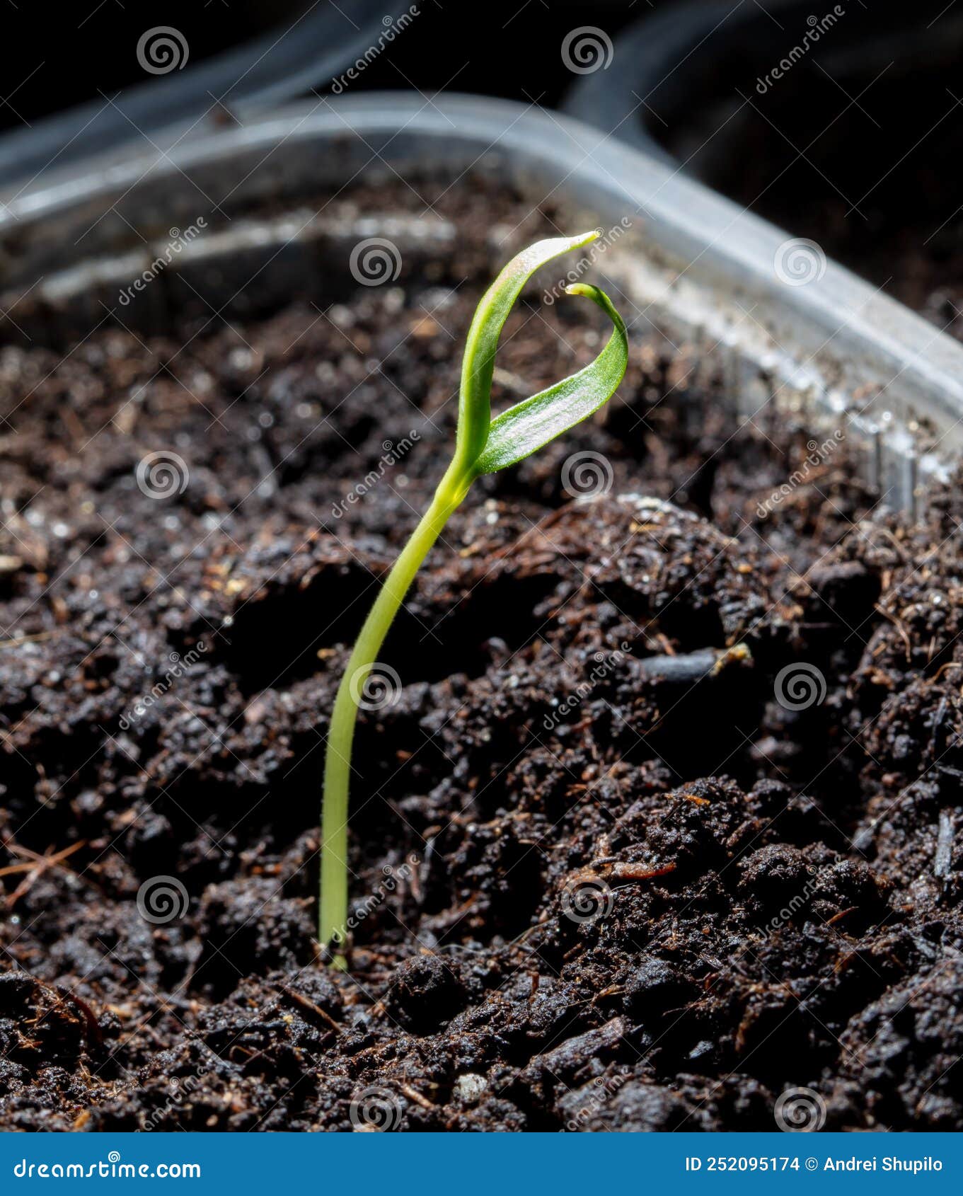 A Small Sprout of Bell Pepper Sprouts in the Ground. Stock Photo ...