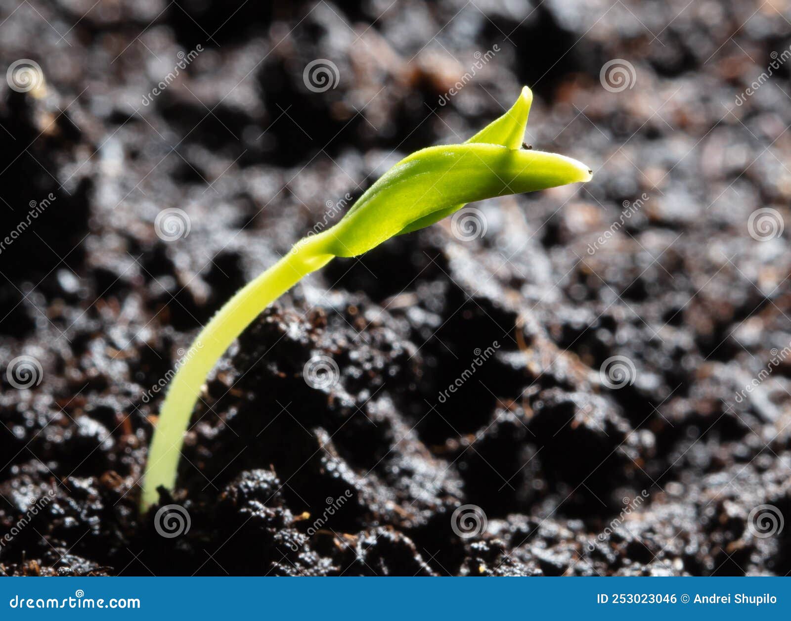 A Small Sprout of Bell Pepper Sprouts in the Ground. Stock Photo ...