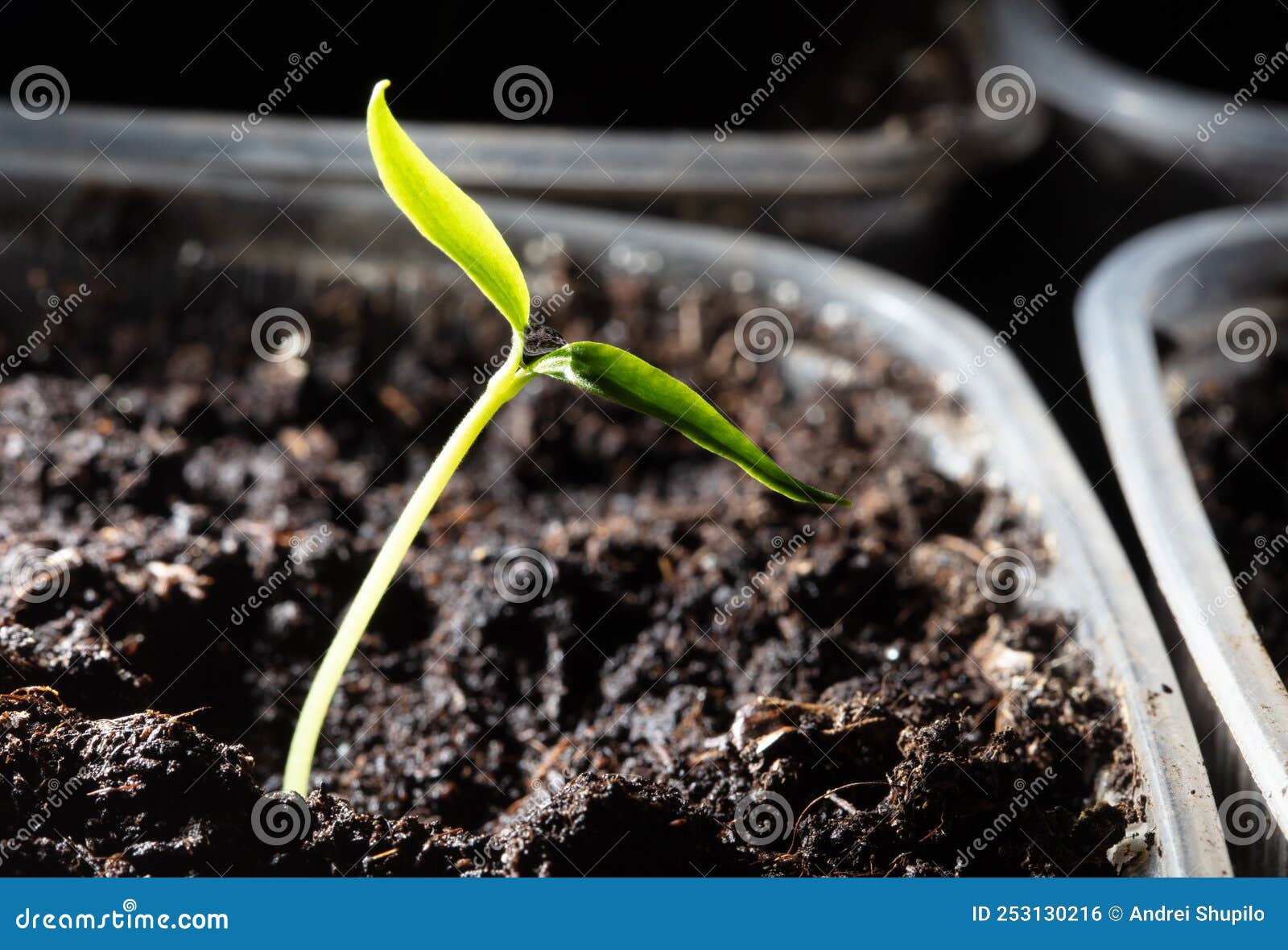 A Small Sprout of Bell Pepper Sprouts in the Ground. Stock Photo ...
