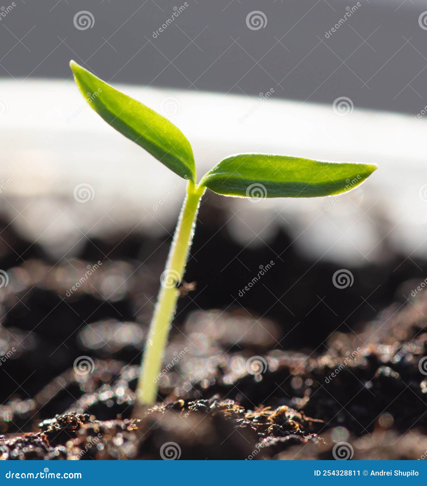 A Small Sprout of Bell Pepper Sprouts in the Ground. Stock Image ...