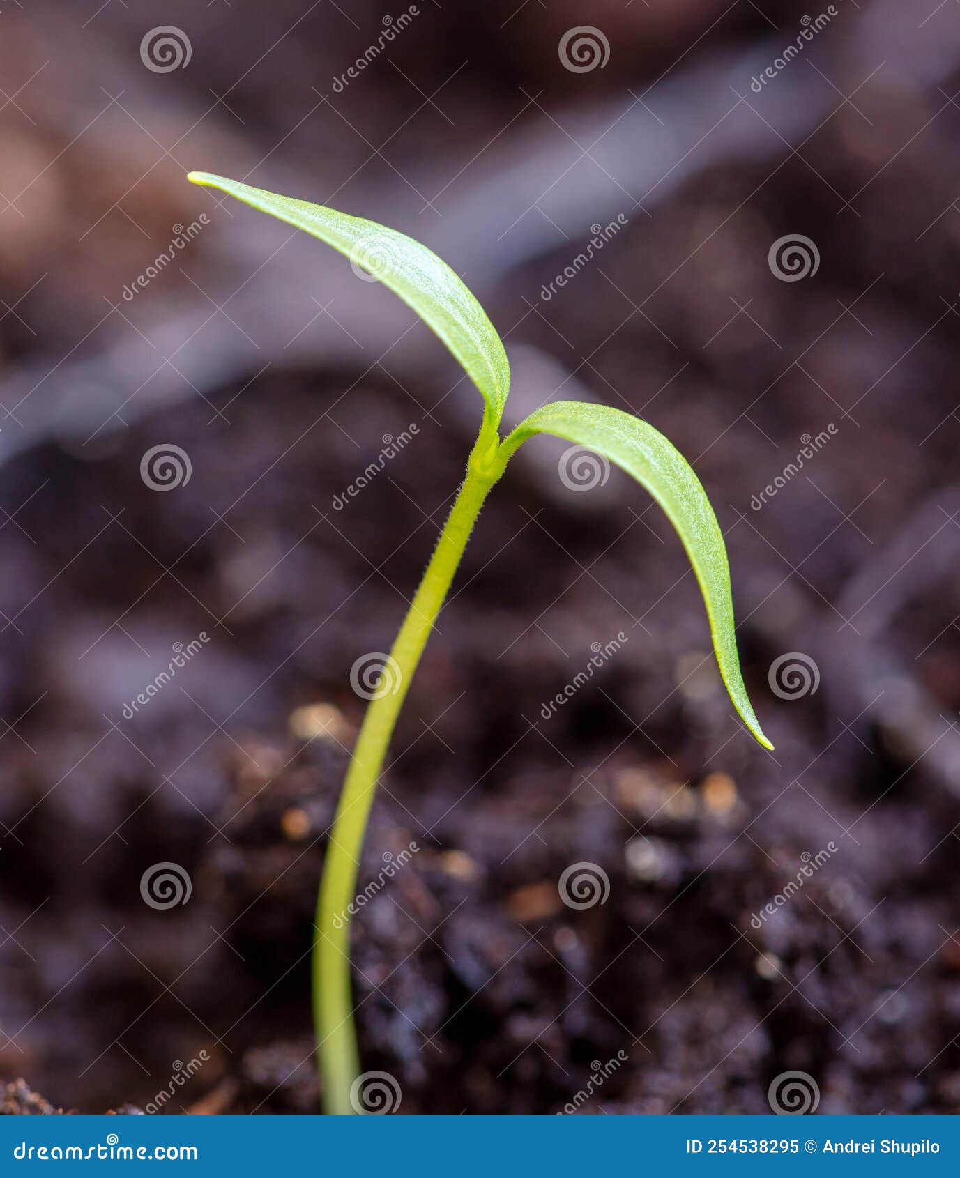 A Small Sprout of Bell Pepper Sprouts in the Ground. Stock Image ...