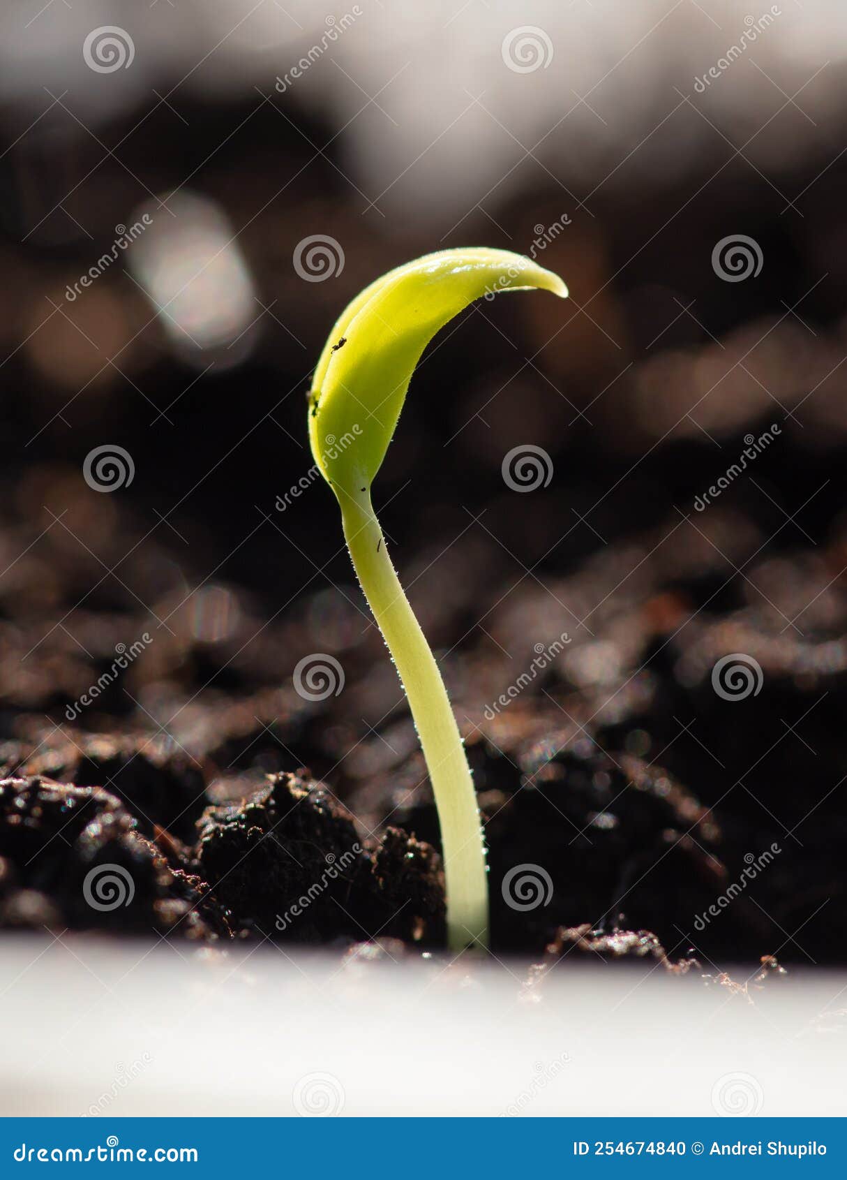 A Small Sprout of Bell Pepper Sprouts in the Ground. Stock Photo ...