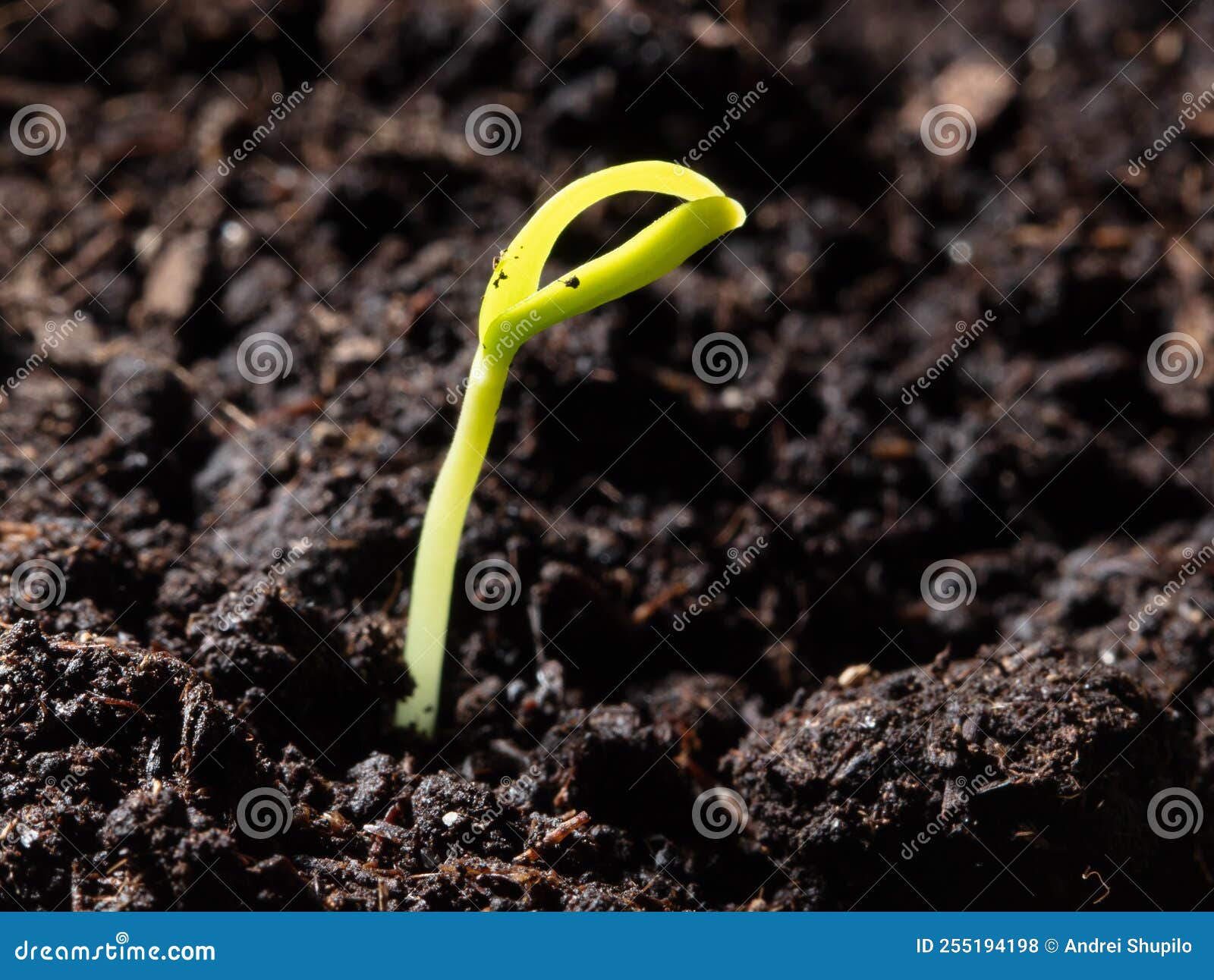 A Small Sprout of Bell Pepper Sprouts in the Ground. Stock Photo ...