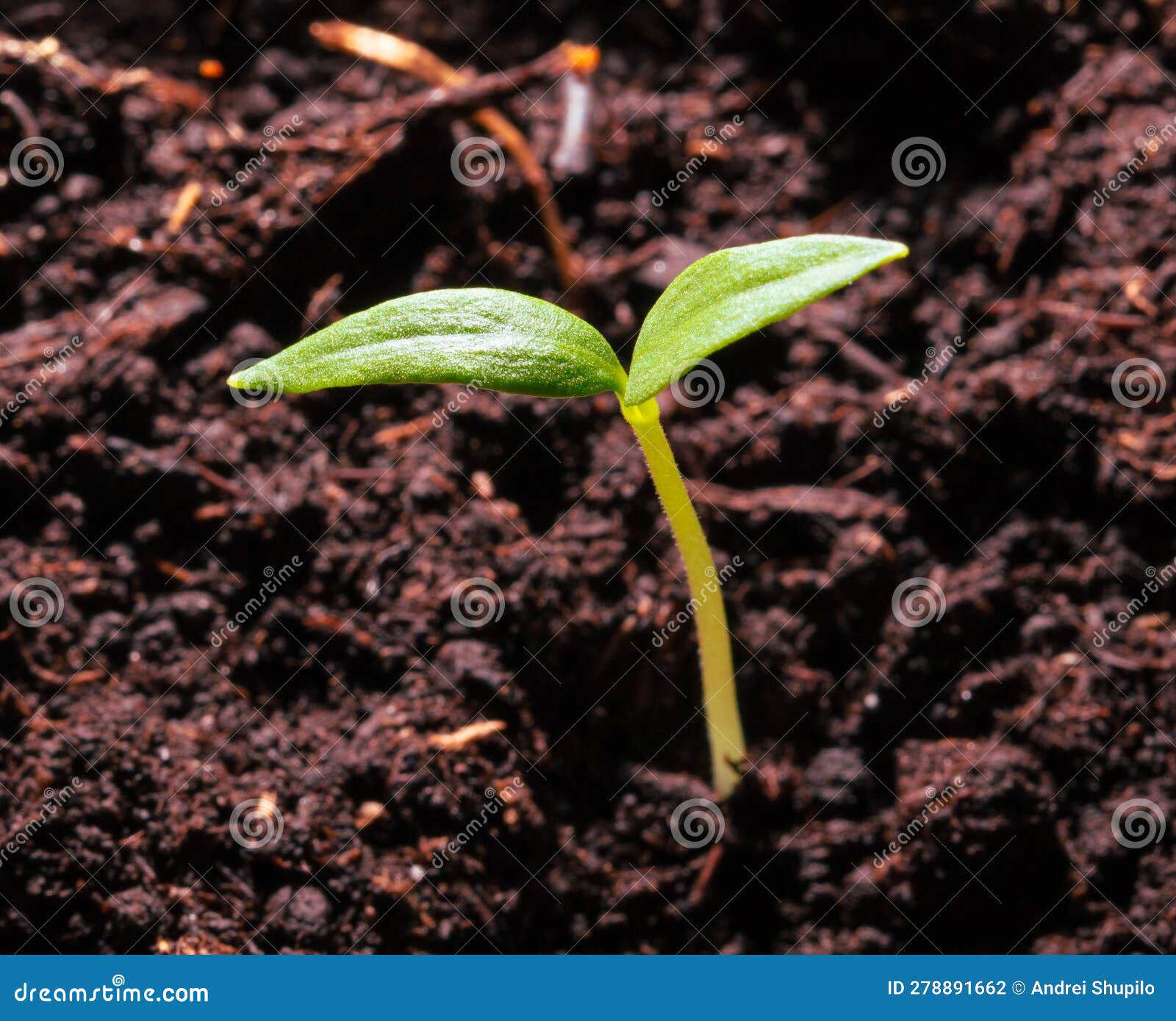 A Small Sprout of Bell Pepper Sprouts in the Ground. Stock Photo ...