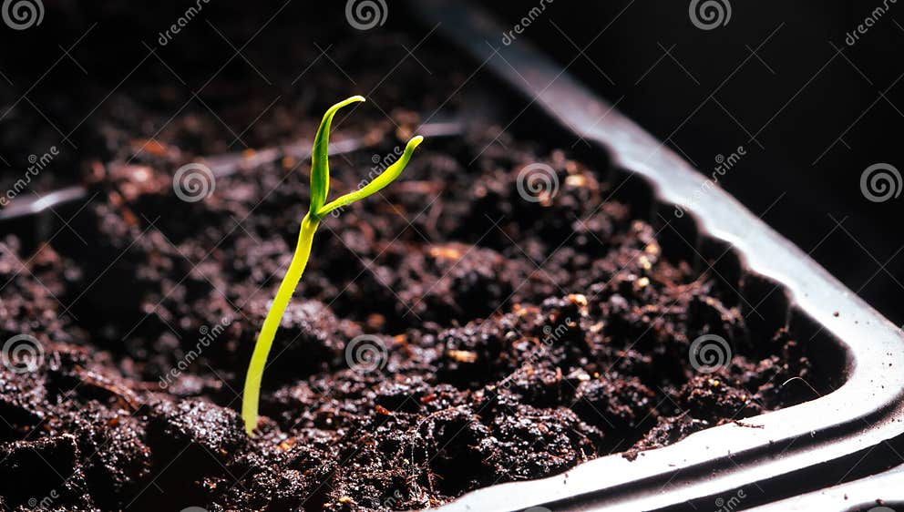 A Small Sprout of Bell Pepper Sprouts in the Ground. Stock Photo ...