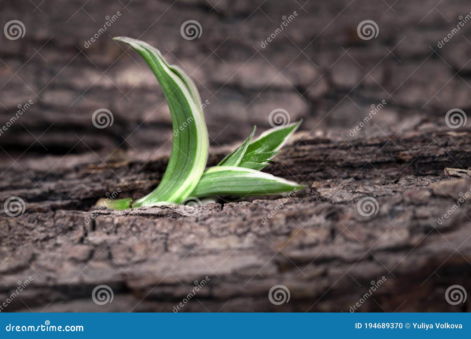 A Small Sprout of Chlorophytum Stock Photo - Image of lying, bark ...