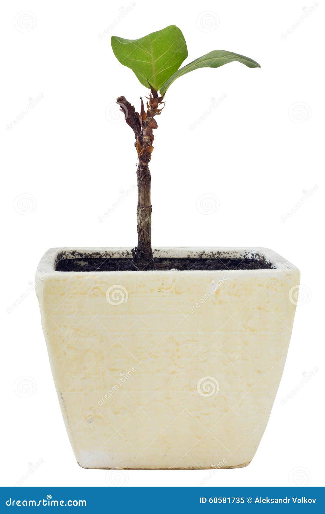 The small sprout a ficus stock image. Image of object - 60581735