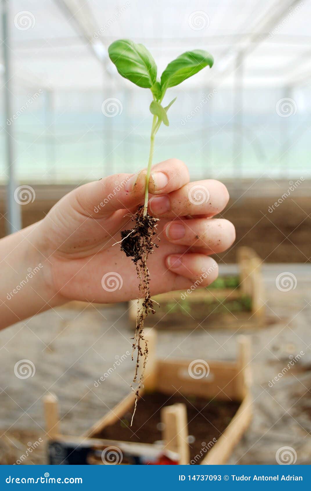 A Small Sprout Of A Tree Growing Through Aswalt. Plant Leaves Cleanse ...