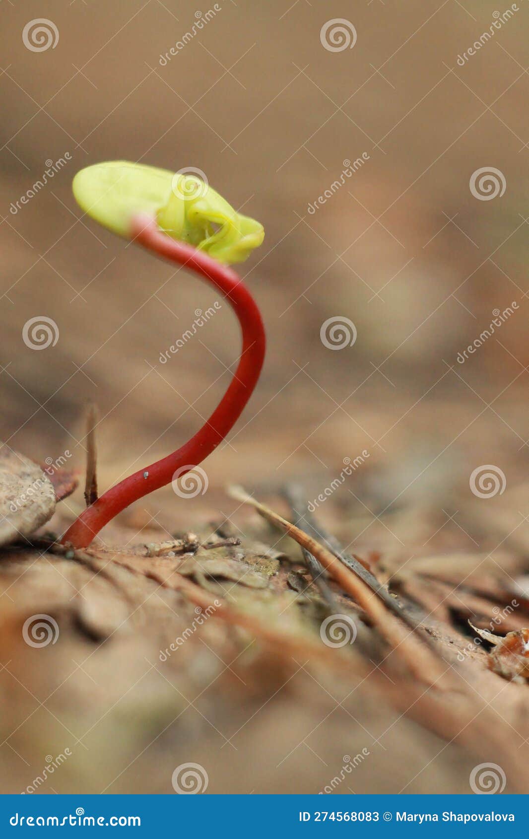 A Small Sprout Makes Its Way through the Leaves Stock Image - Image of ...
