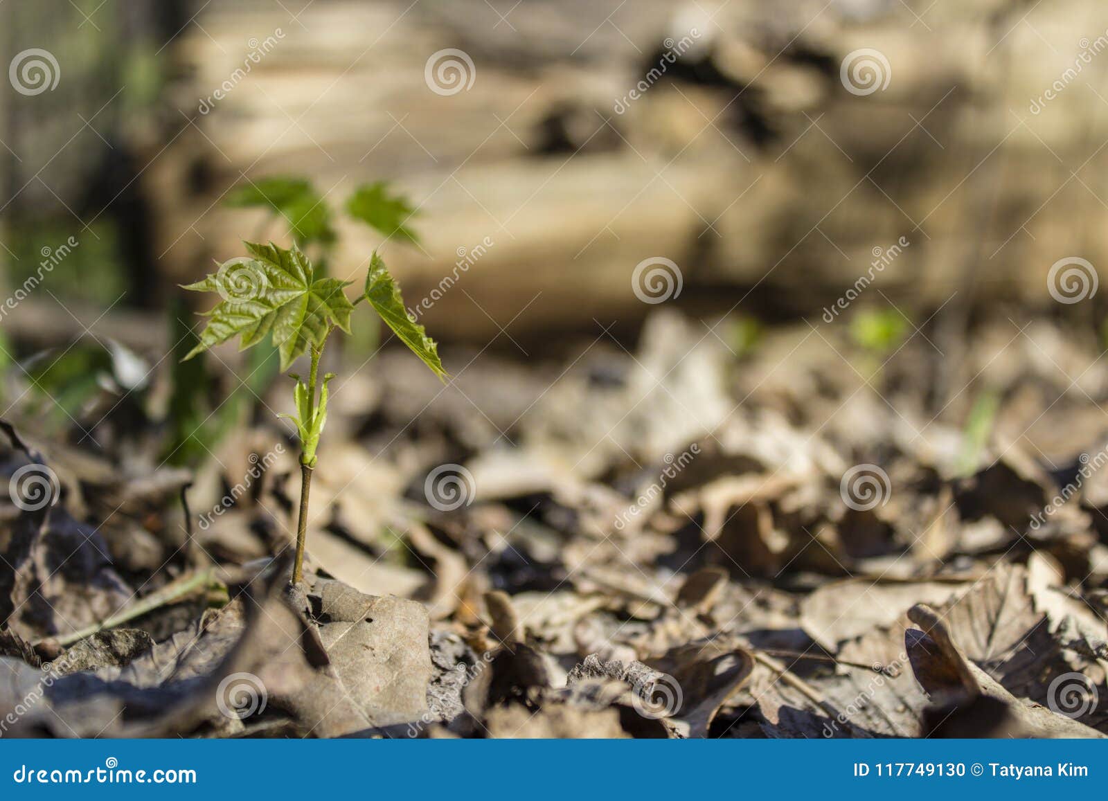 A Small Sprout of a Maple Tree in the Forest. Dry Last Year`s Tree ...