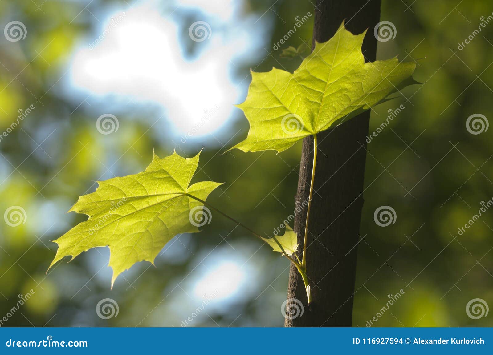 Maple sprout stock photo. Image of green, close, space - 116927594