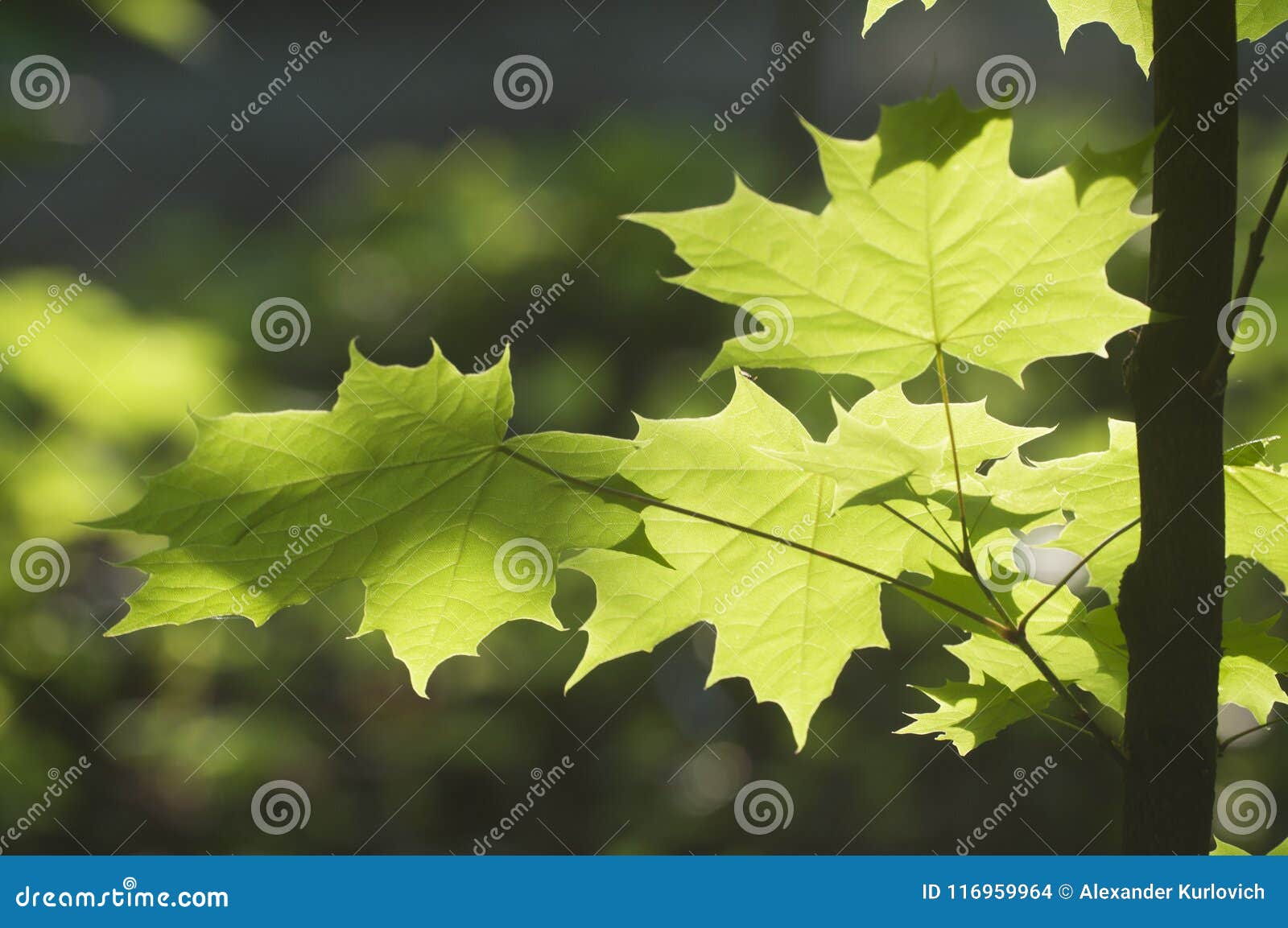 Maple sprout stock photo. Image of springtime, scenics - 116959964