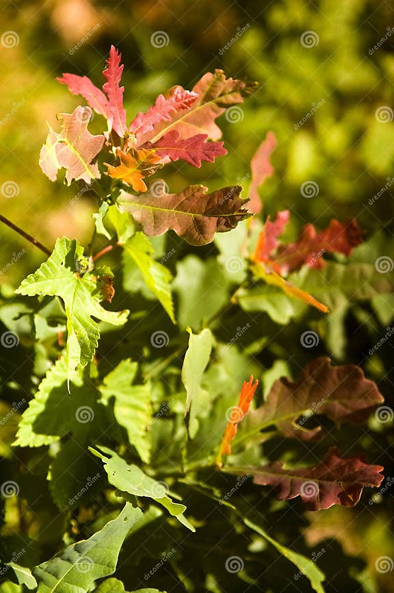 Small sprout of oak tree stock photo. Image of life, environment - 80395704